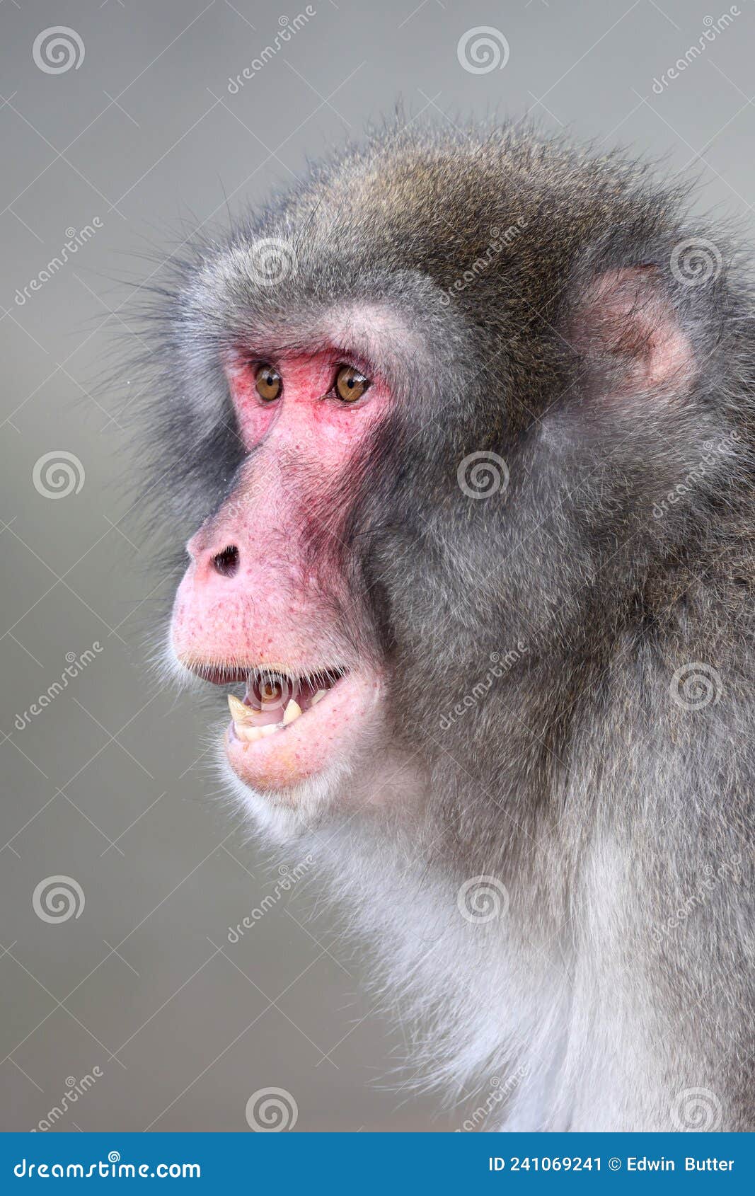 Japanese Macaque, Macaca Fuscata Stock Image - Image of eyes, opened ...