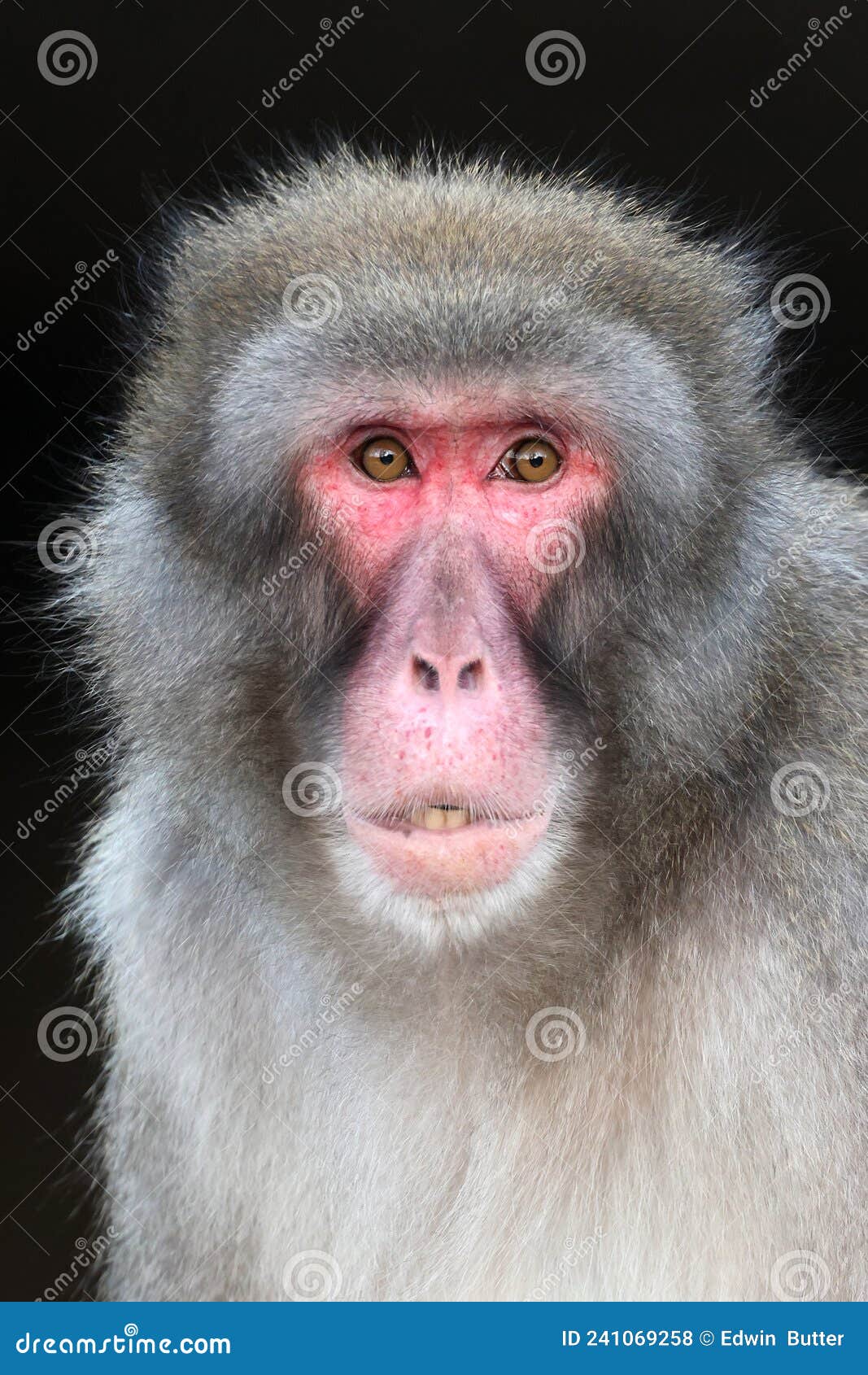 Japanese Macaque, Macaca Fuscata Stock Photo - Image of monkey ...