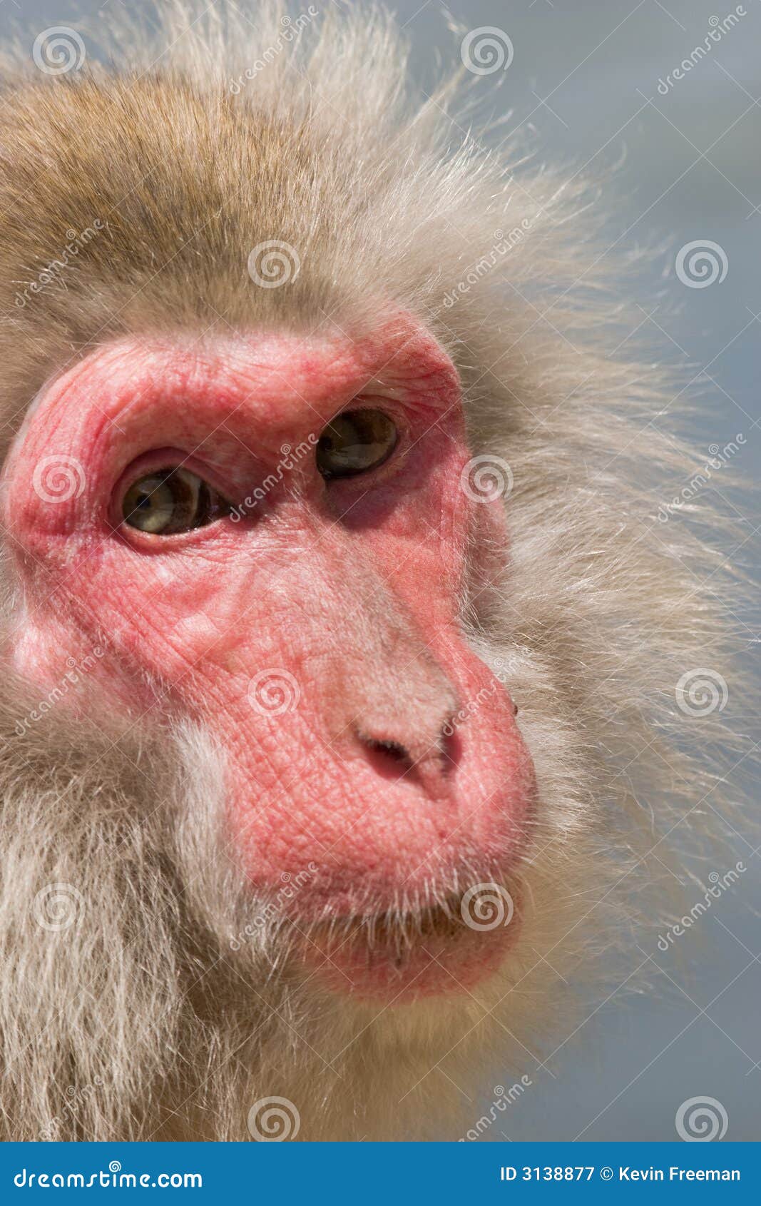 Japanese Macaque Monkey stock image. Image of zaru, monkey - 3138877