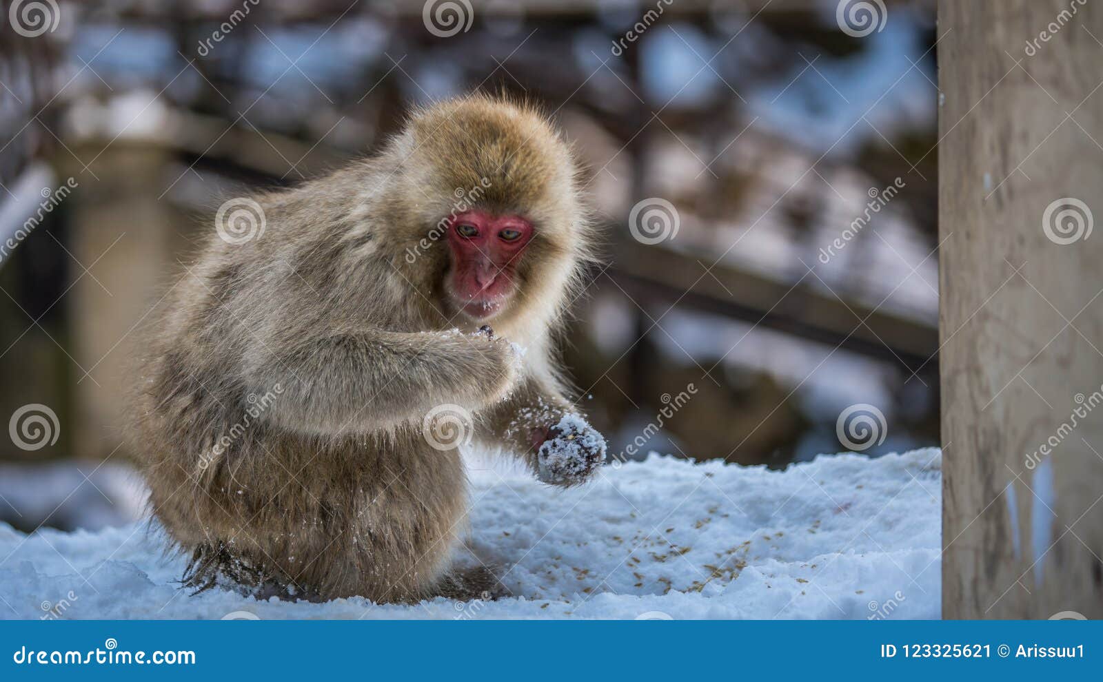 Japanese Macaque Monkey Eats Snow Stock Image - Image of japan, park ...