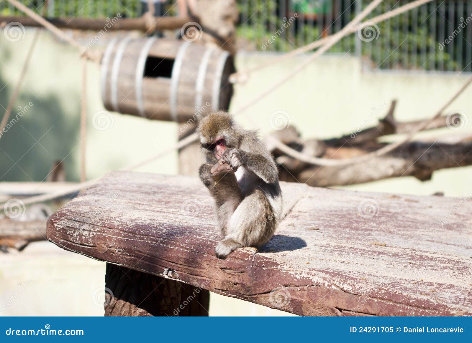 Japanese Macaque Monkey Playing with His Own Foot Stock Image - Image ...