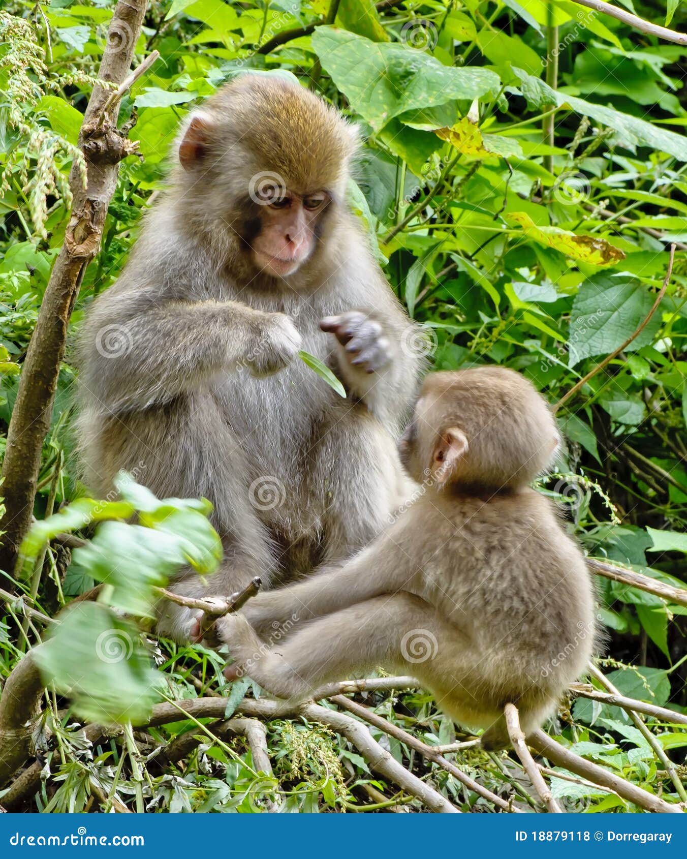 Japanese Macaque Mother and Baby Stock Photo - Image of branch ...