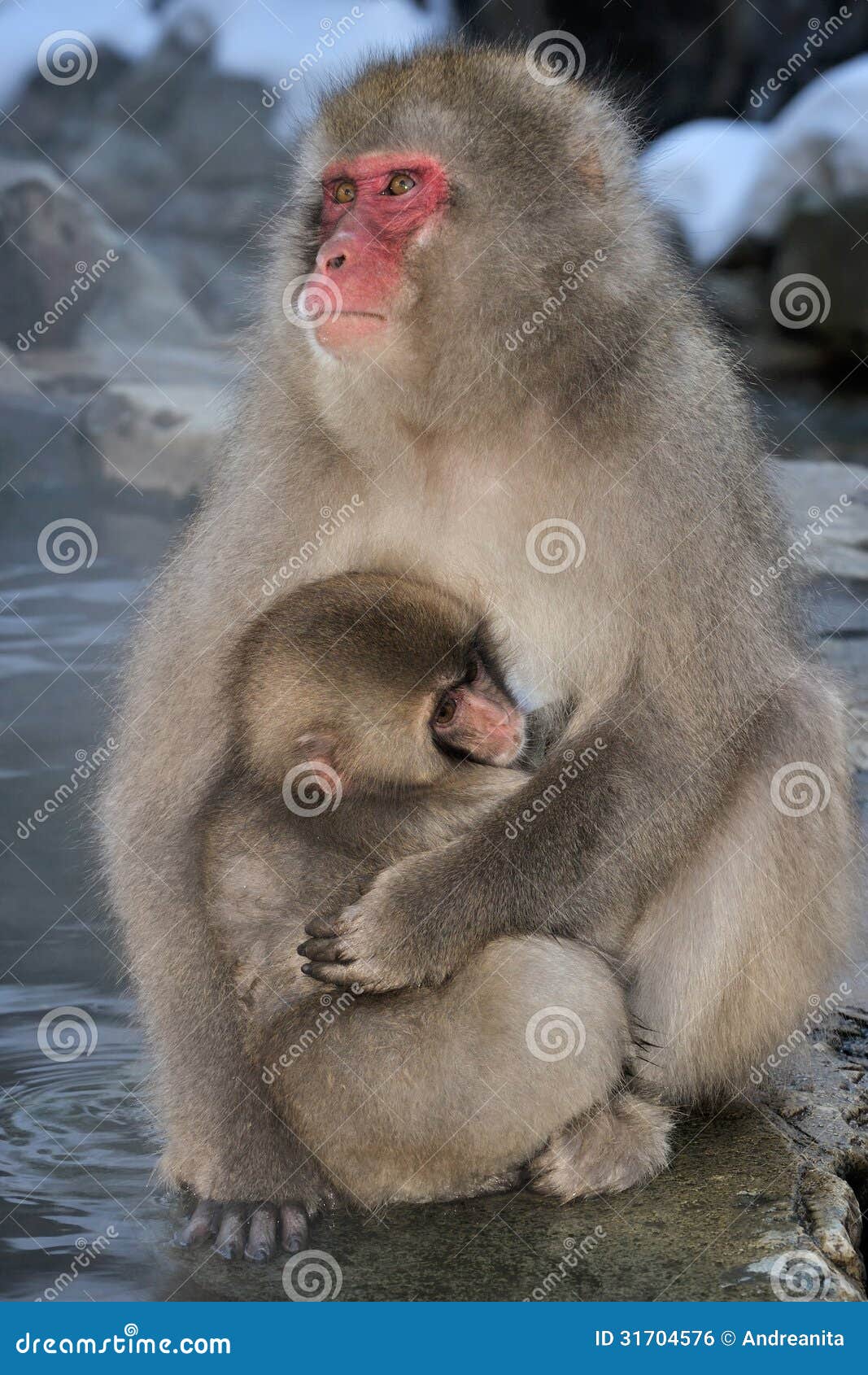 Japanese Macaque In The Water Of Natural Hot Springs. The Japanese ...
