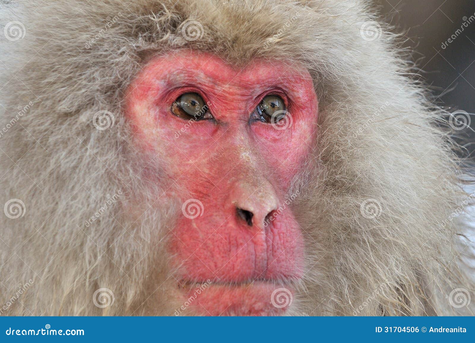 Japanese macaque stock photo. Image of mammal, nagano - 31704506