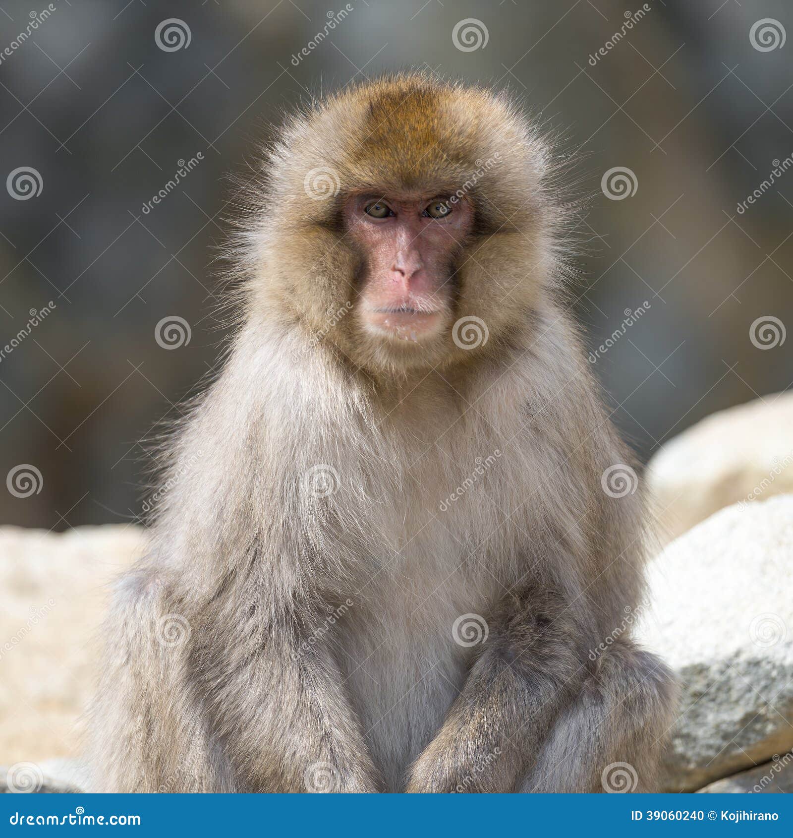 Japanese Macaque Portrait stock photo. Image of head - 39060240
