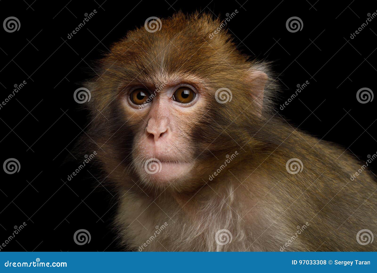 Japanese macaque stock photo. Image of asia, cercopithecinae - 97033308