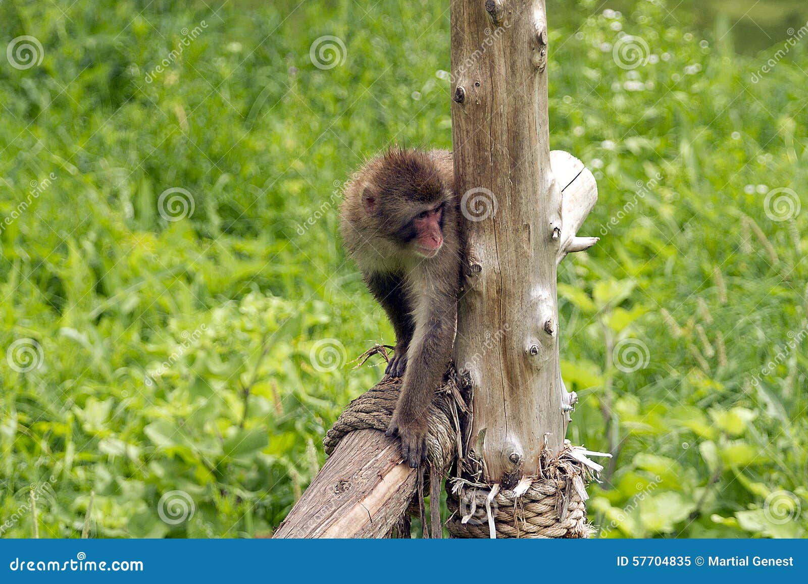 Japanese Macaque stock image. Image of hide, playing - 57704835