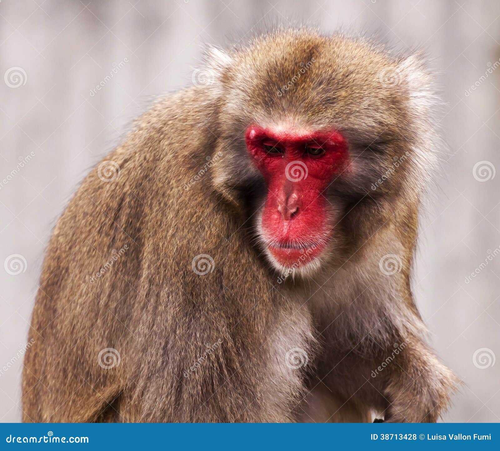 Japanese macaque stock photo. Image of outdoor, animal - 38713428