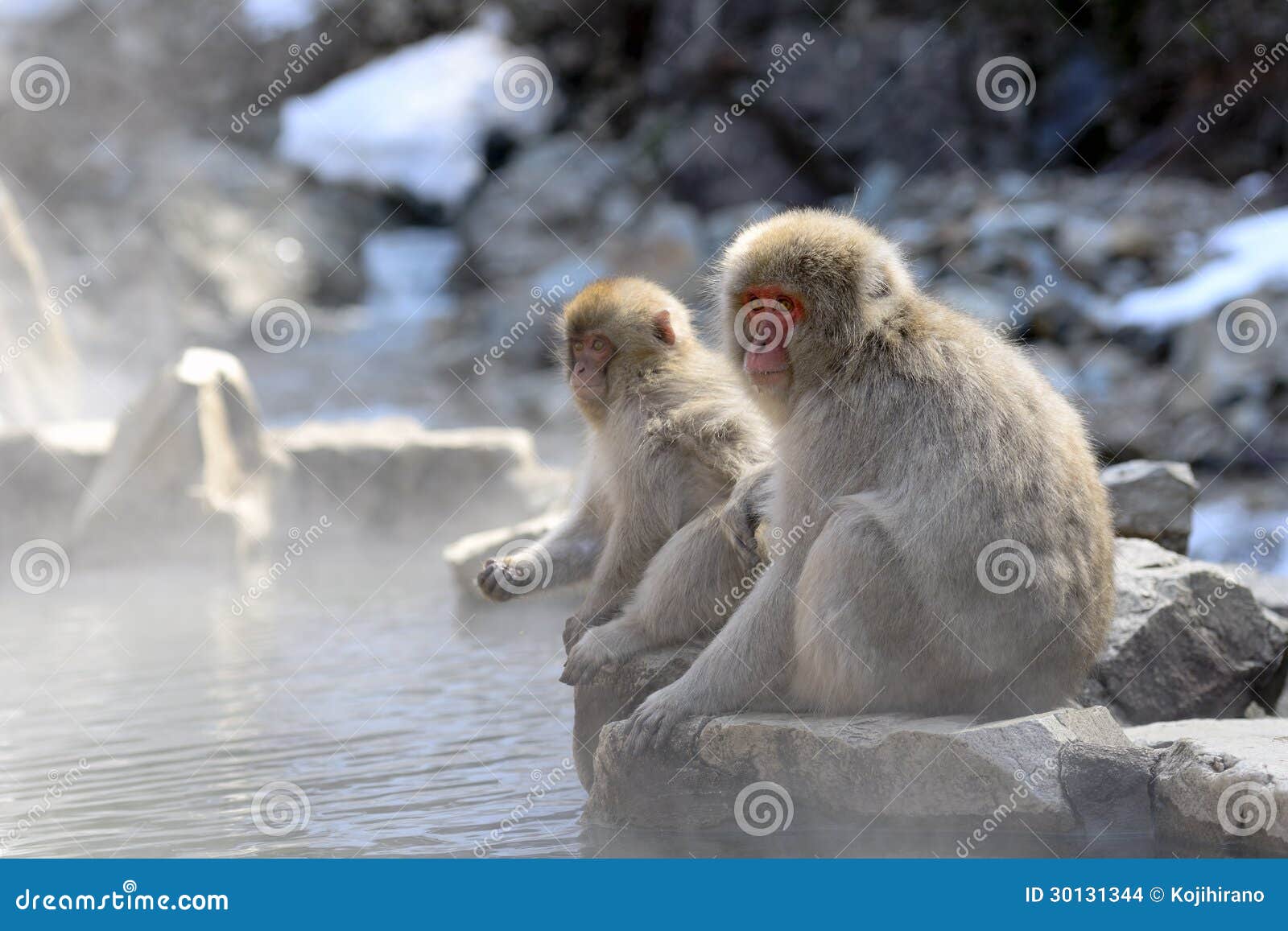 Japanese Macaque Mother and Child Stock Photo - Image of japanese, wild ...