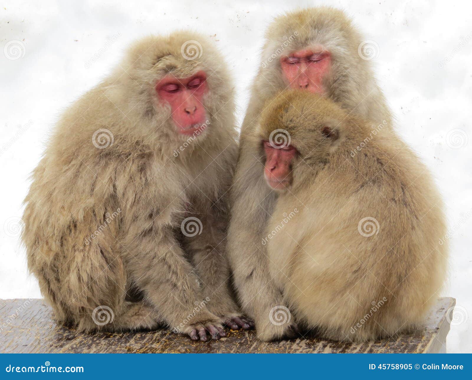 Japanese Macaque stock image. Image of macaque, warmth - 45758905