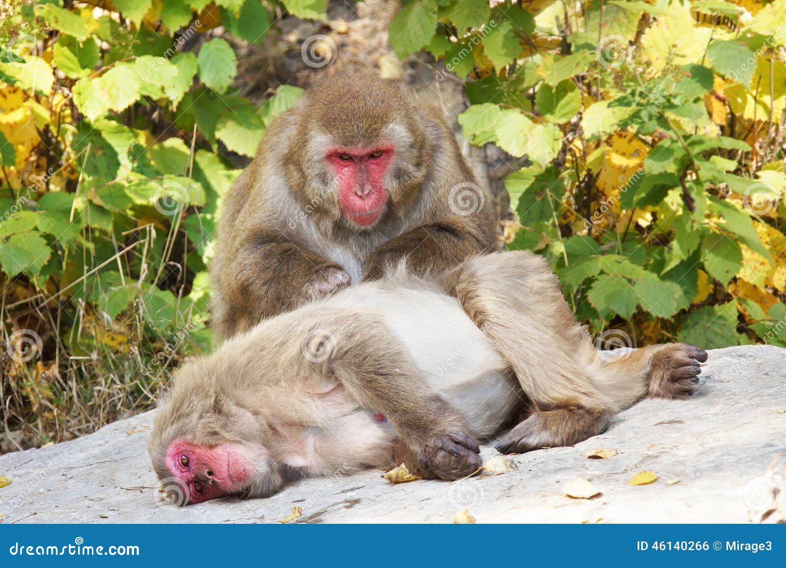 Japanese macaques grooming stock photo. Image of asian - 46140266