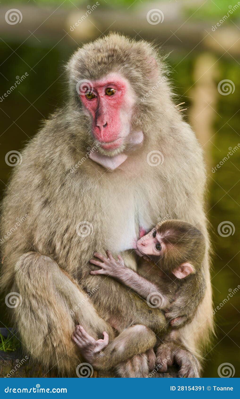 Japanese Macaques, Monkey with Baby Stock Image - Image of nurturing ...