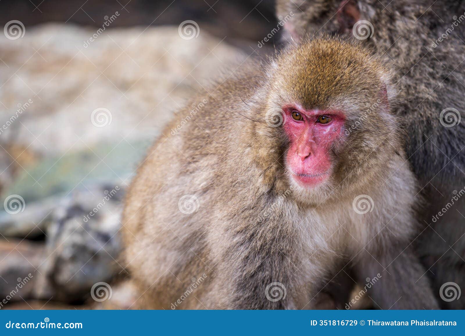 Japanese Macaques Family. The Japanese Macaque ( Scientific Name ...