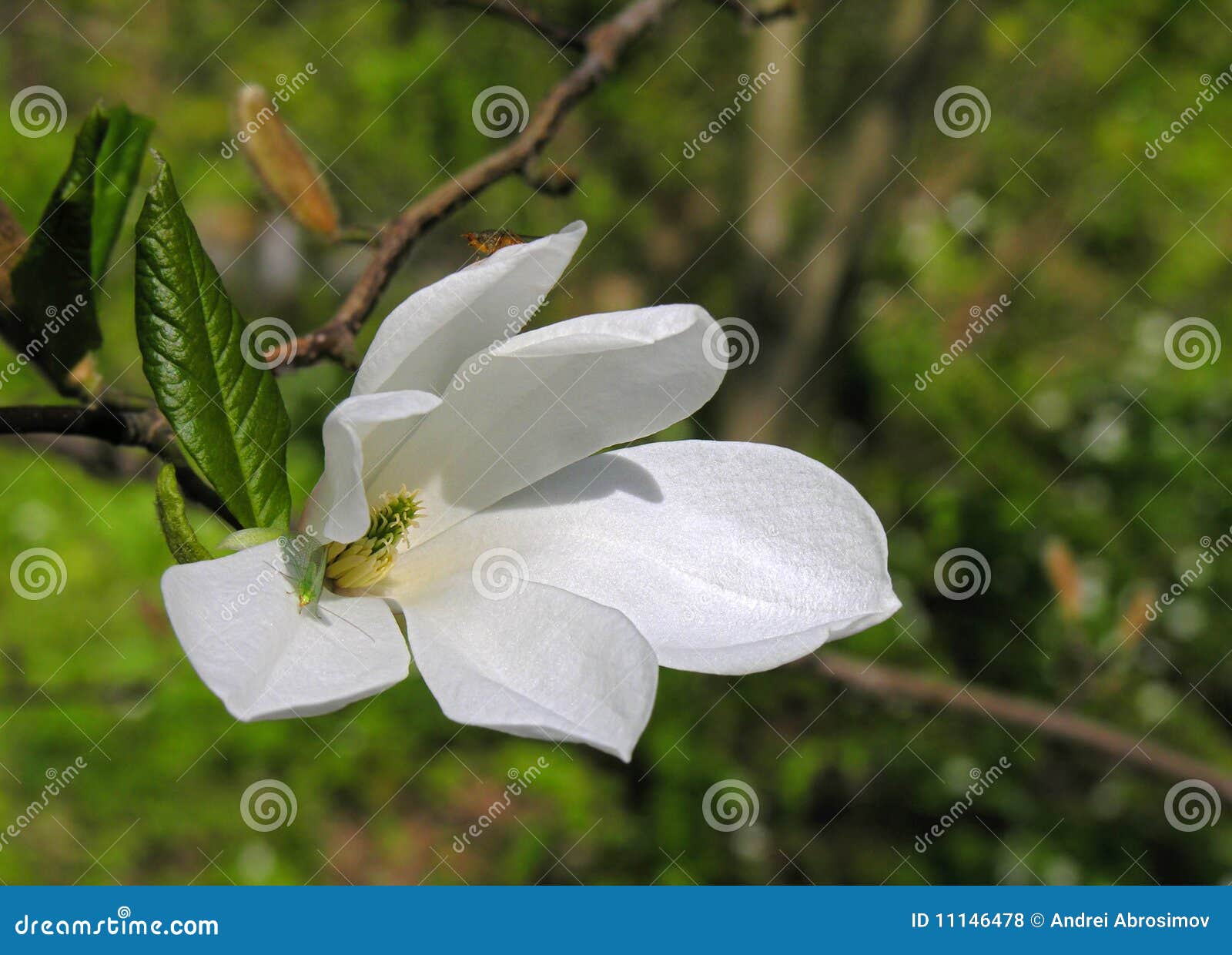 Japanese magnolia stock photo. Image of pollen, spring - 11146478