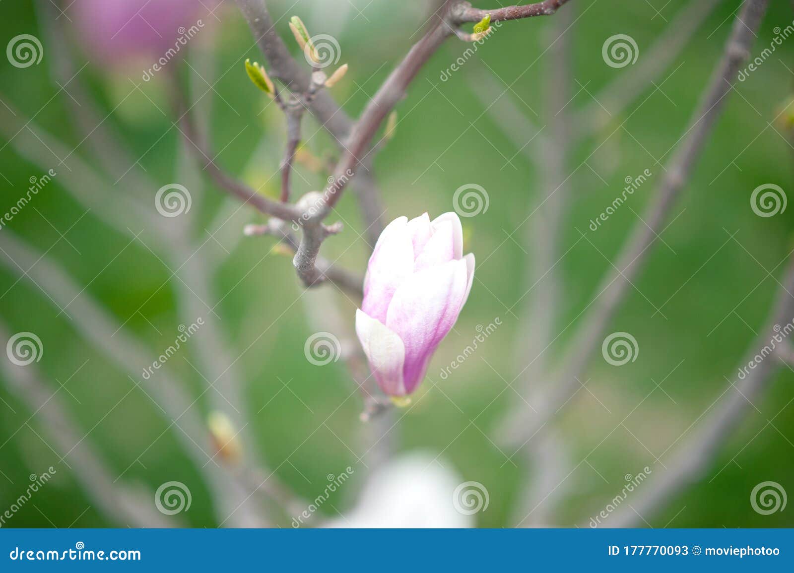 Japanese Magnolia Buds in Spring Stock Image - Image of botany, flora ...
