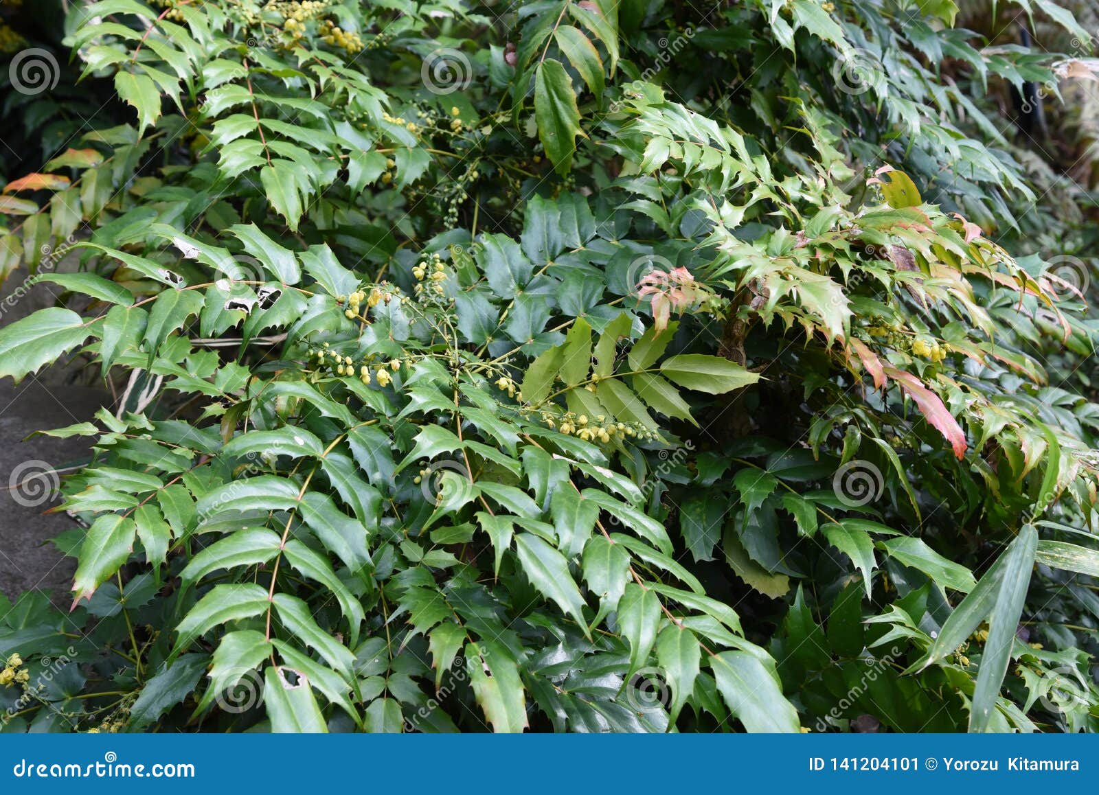 Japanese mahonia flowers stock image. Image of japan - 141204101