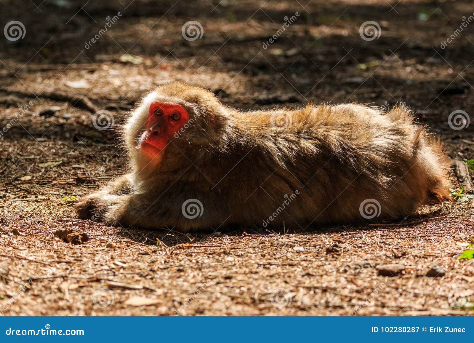 Japanese Makak monkey stock image. Image of asian, park - 102280287