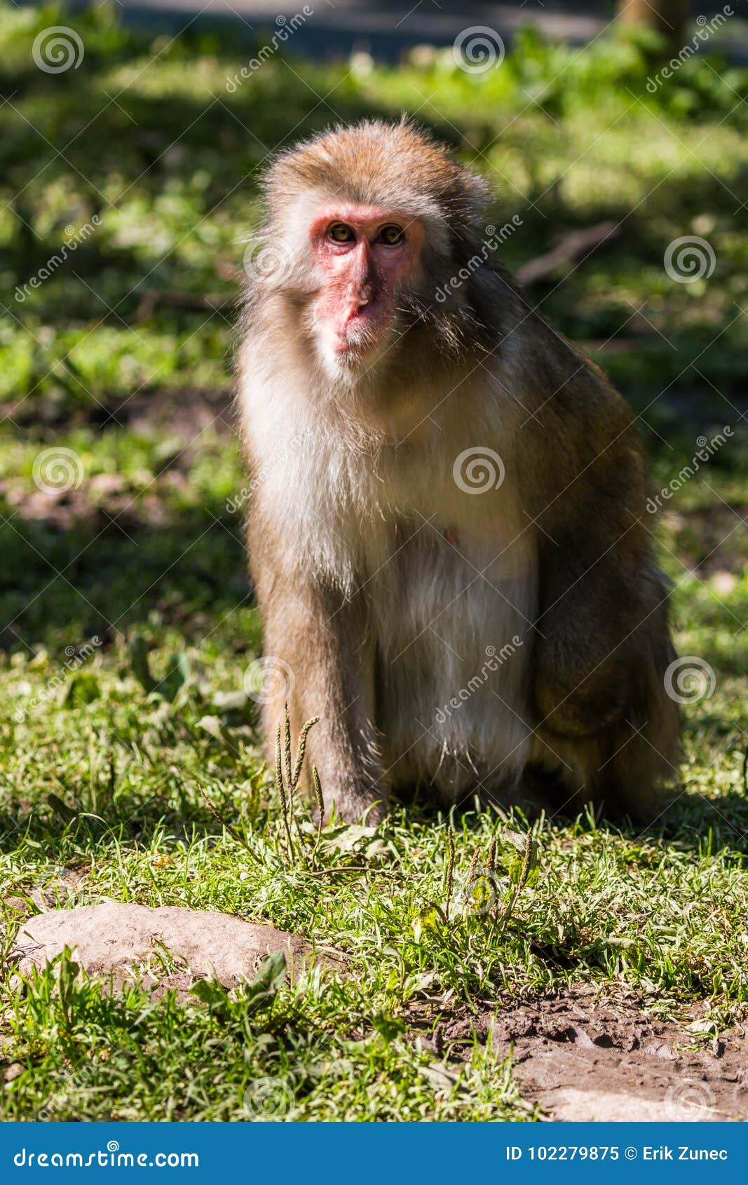 Japanese Makak monkey stock image. Image of asia, forest - 102279875