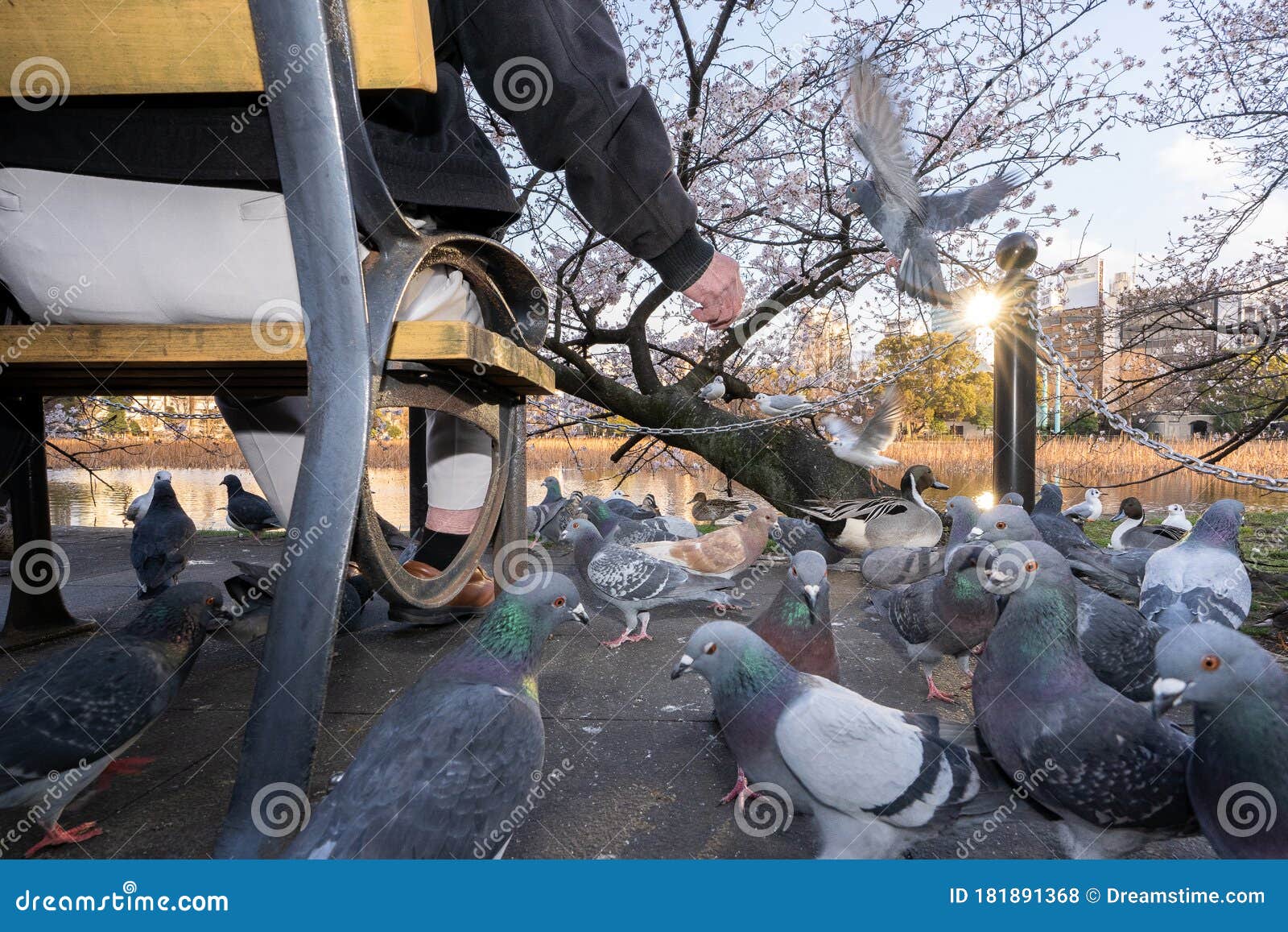 Japanese Man Feeding Birds stock photo. Image of eating - 181891368