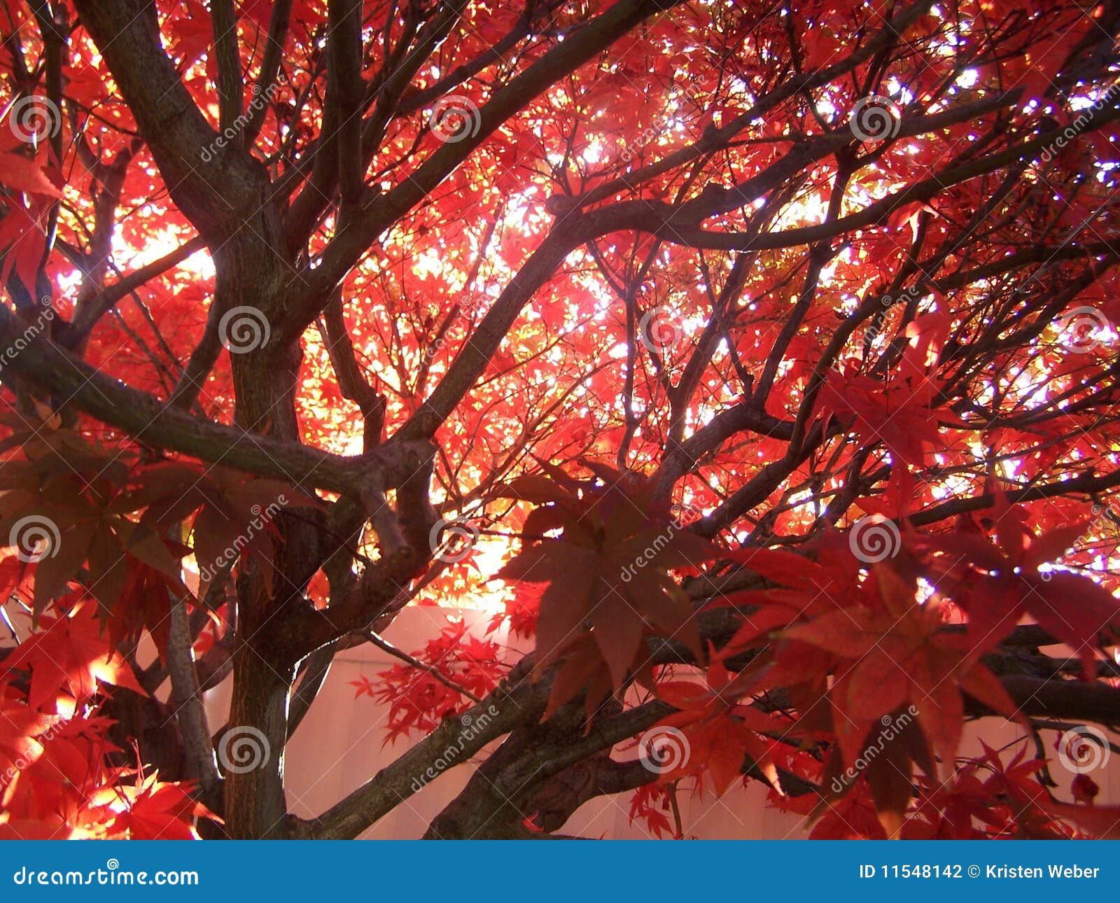 Japanese Maple stock photo. Image of limbs, japanese - 11548142