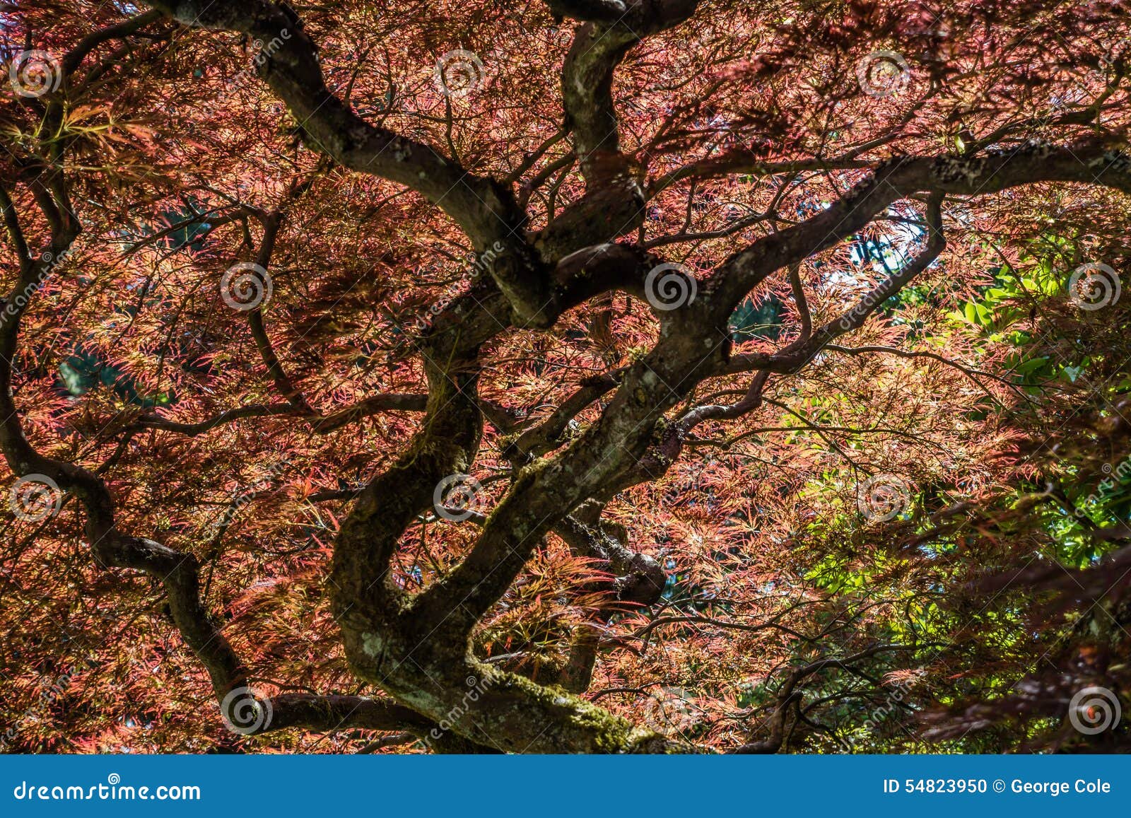 Japanese Maple Abstract 2 stock photo. Image of scenic - 54823950