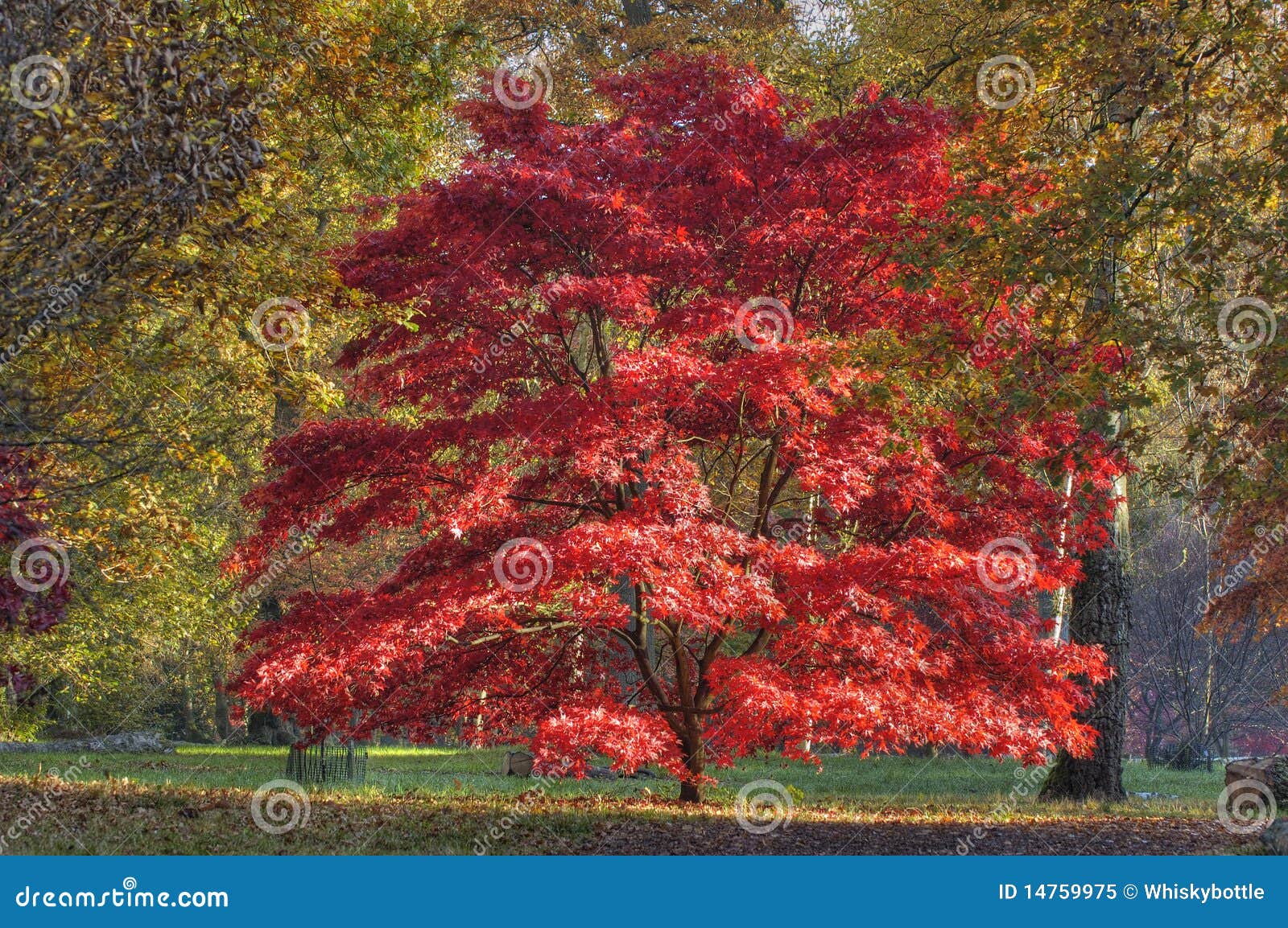 Japanese Maple - Acer Palmatum Stock Image - Image of tree, britain ...