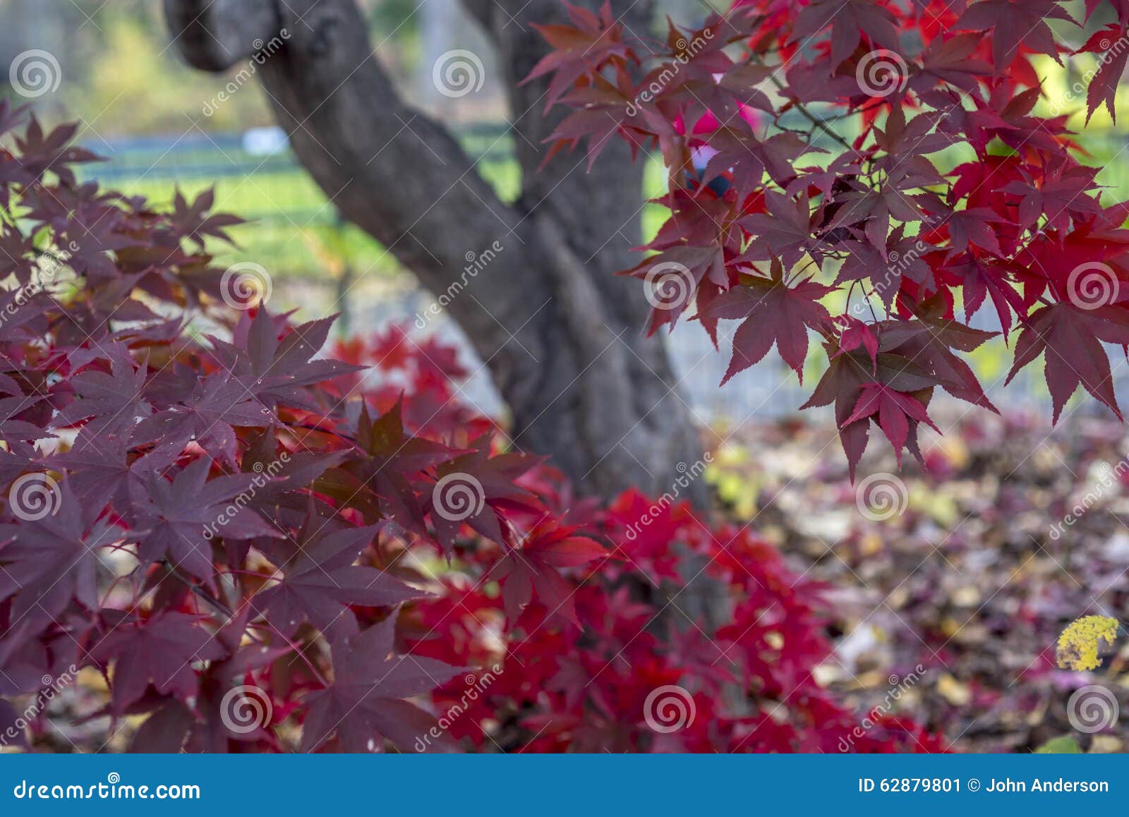 Japanese Maple Acer Palmatum Stock Image - Image of cultivars, plant ...