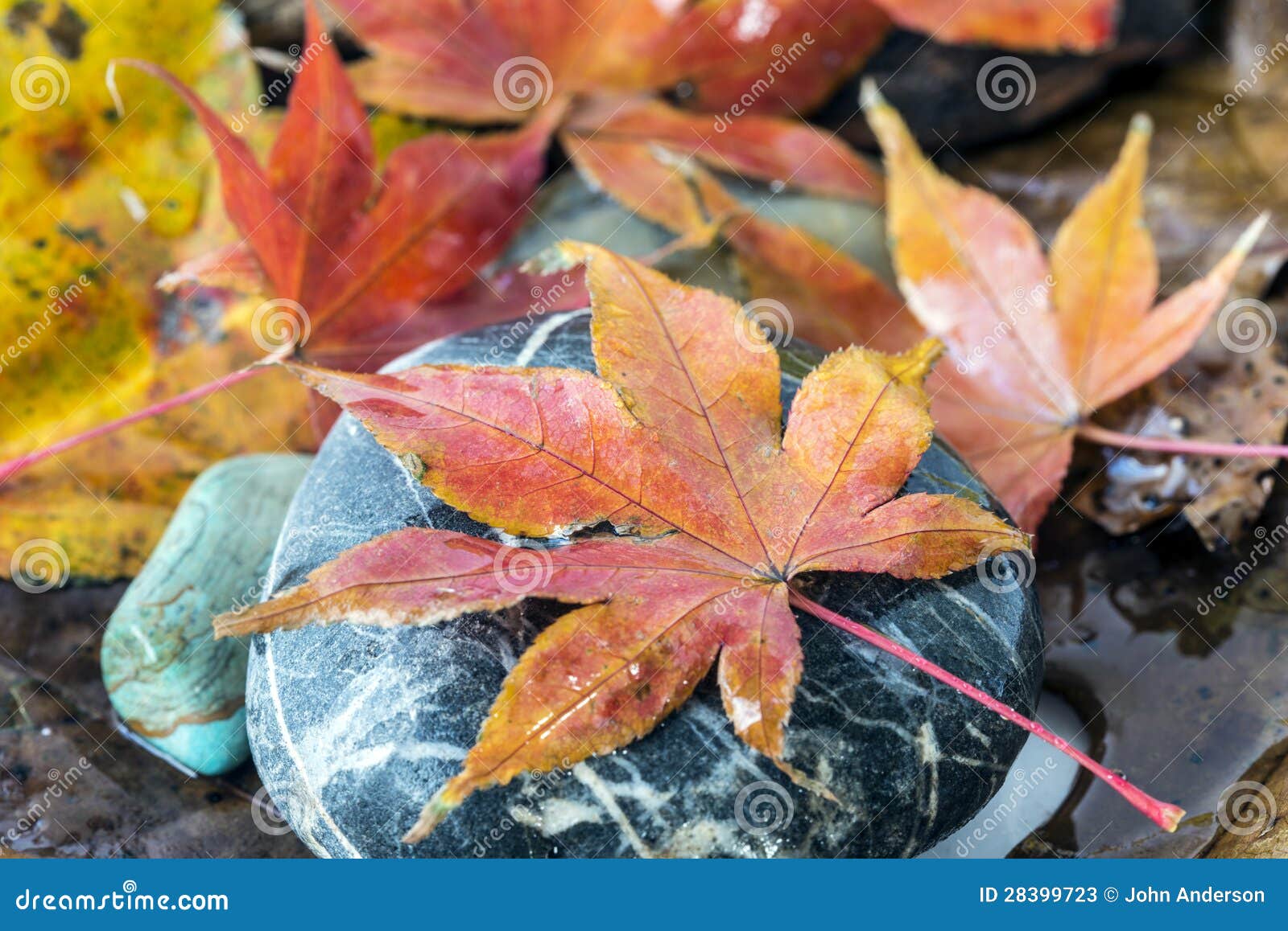 Japanese Maple Acer Palmatum Leaf Stock Image - Image of palmatum ...