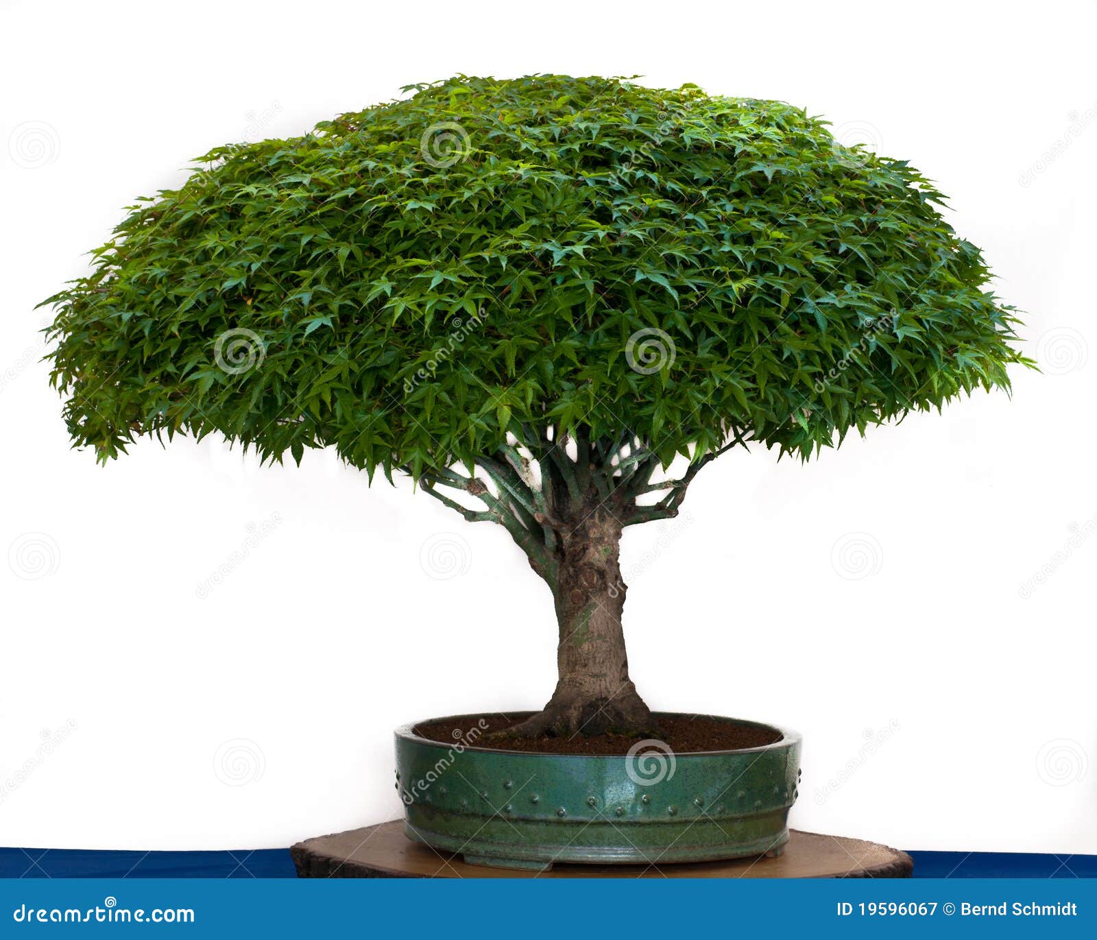 Japanese Maple As Bonsai Tree Stock Image - Image of grow, small: 19596067