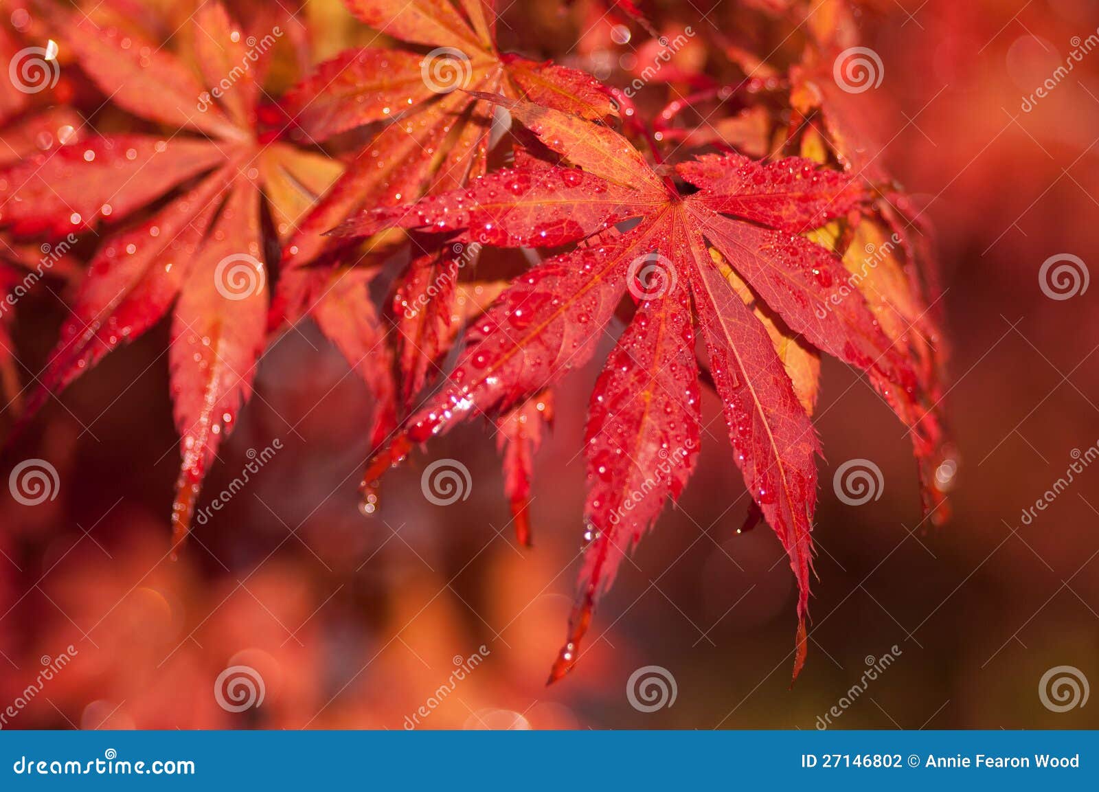 Japanese Maple Autumn Colours Stock Photo - Image of plants, deciduous ...
