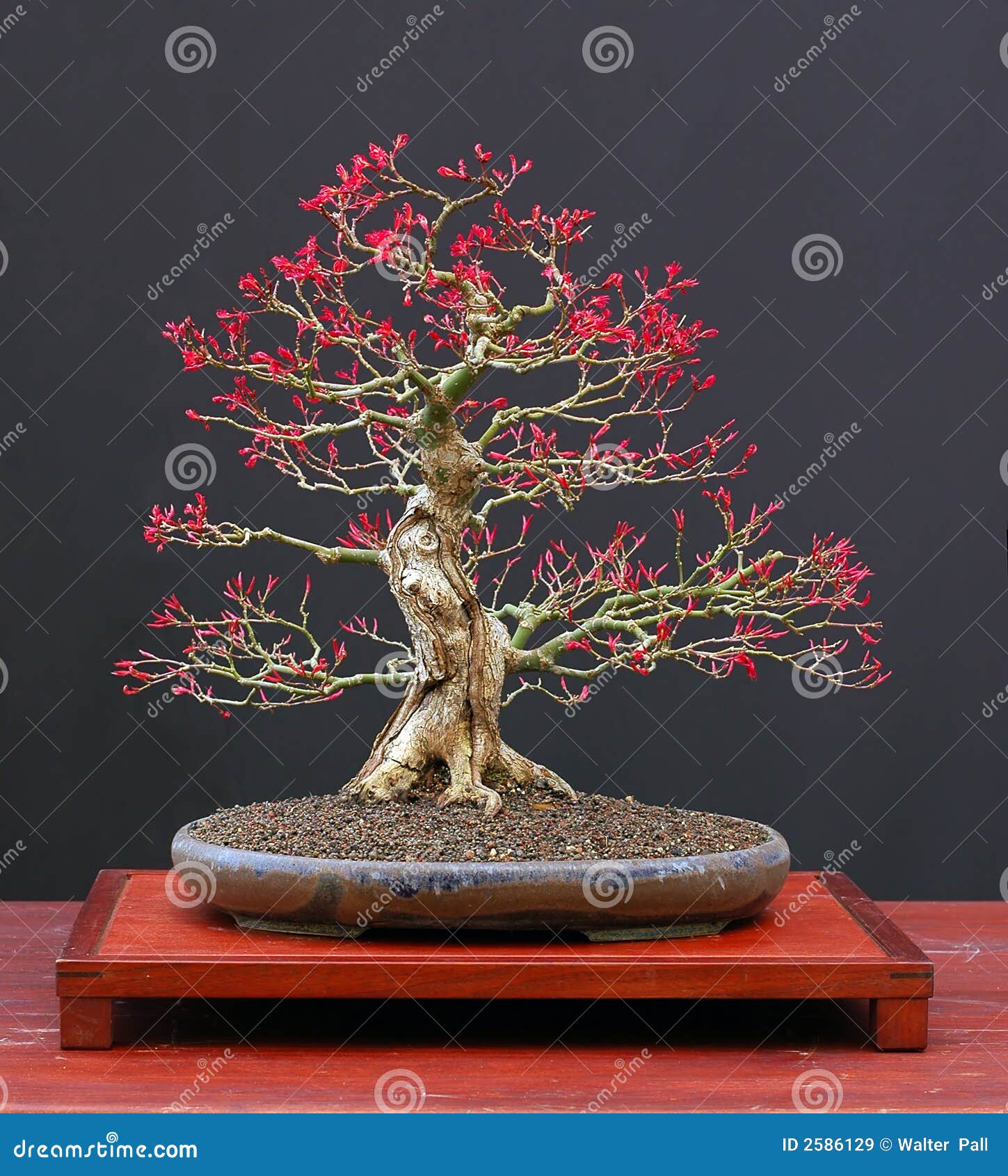Japanese maple bonsai stock image. Image of maple, spring - 2586129