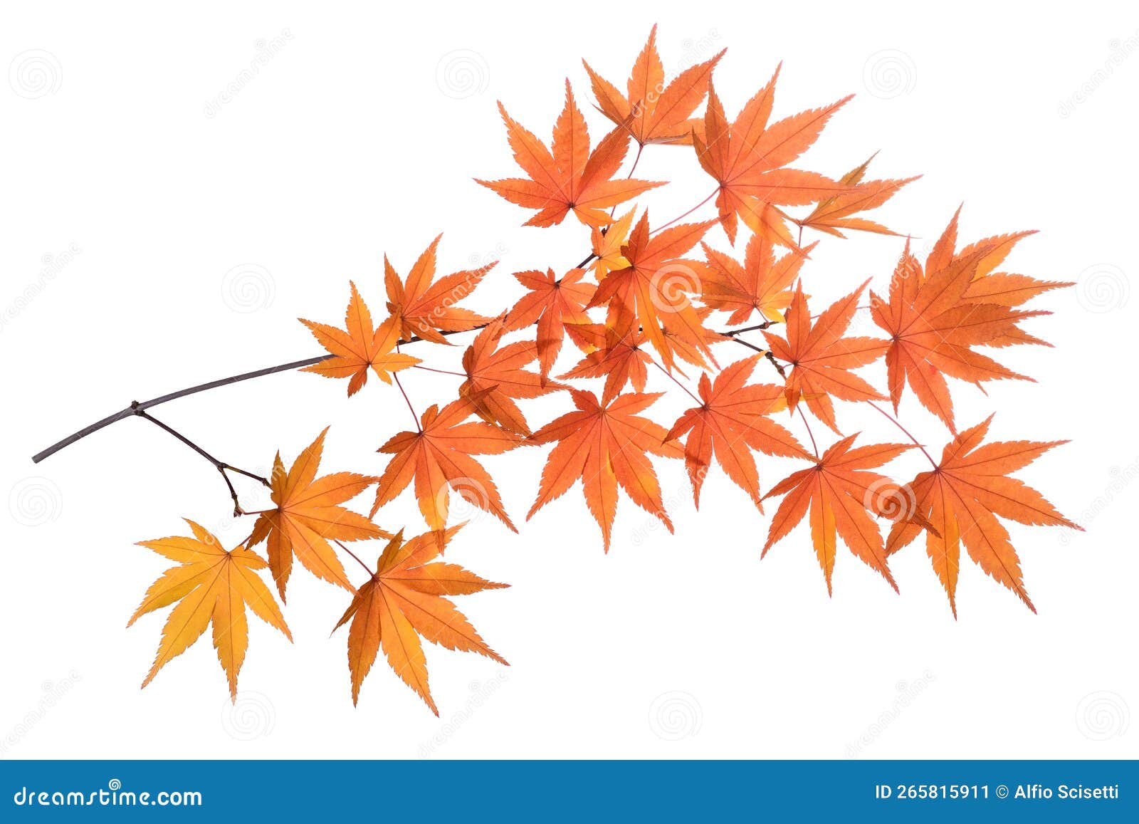 Weeping Katsura Tree Cercidiphyllum Japonicum Pendulum Heart-shaped ...