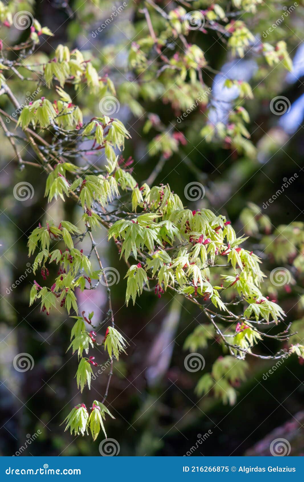 Japanese Maple Branch in Spring Stock Image - Image of beautiful ...