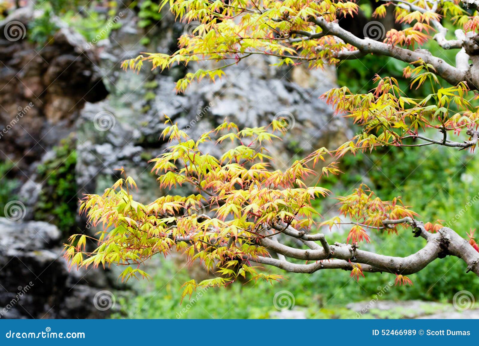 Japanese Maple Branch stock image. Image of green, spring - 52466989