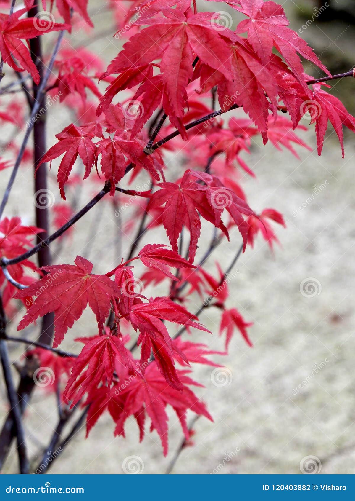 Japanese Maple Branches stock photo. Image of pointed - 120403882