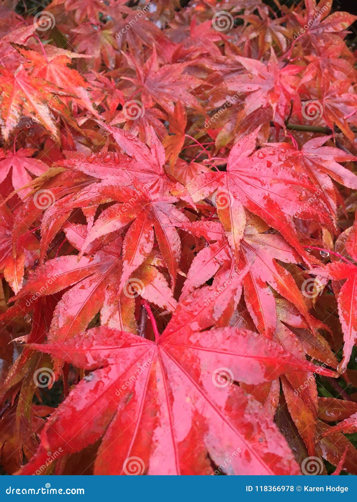 Japanese maple autumn stock photo. Image of fall, maple - 118366978