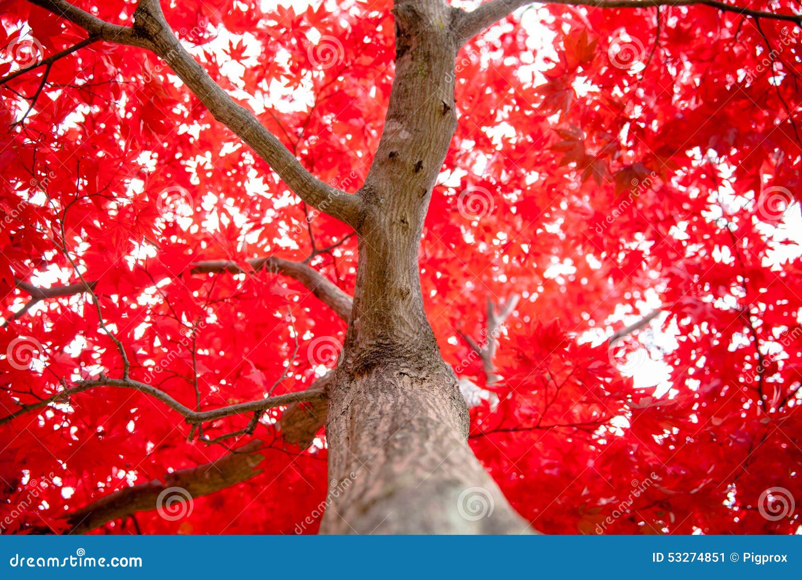 Japanese Maple during Fall in Garden Stock Image - Image of leaf ...