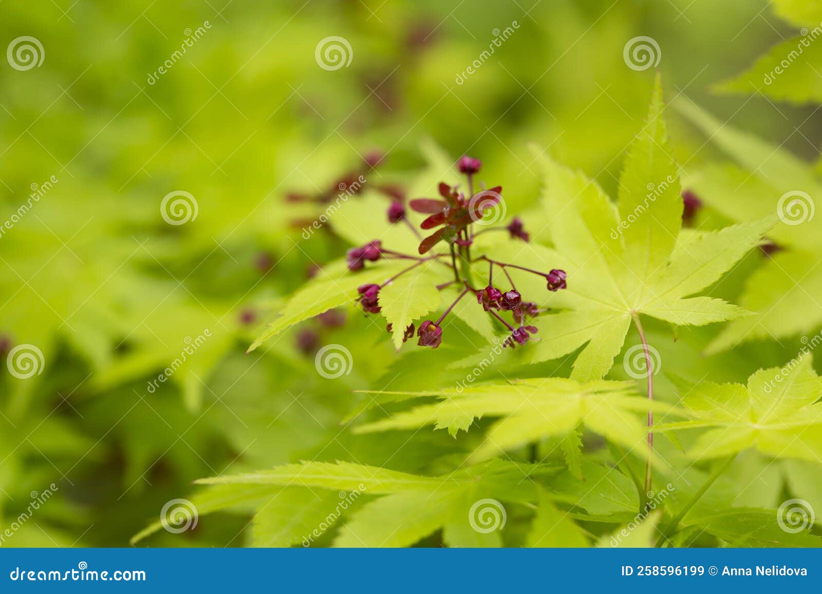 Japanese Maple Flowers. after the Flowers Bloom in Spring, they Attach ...