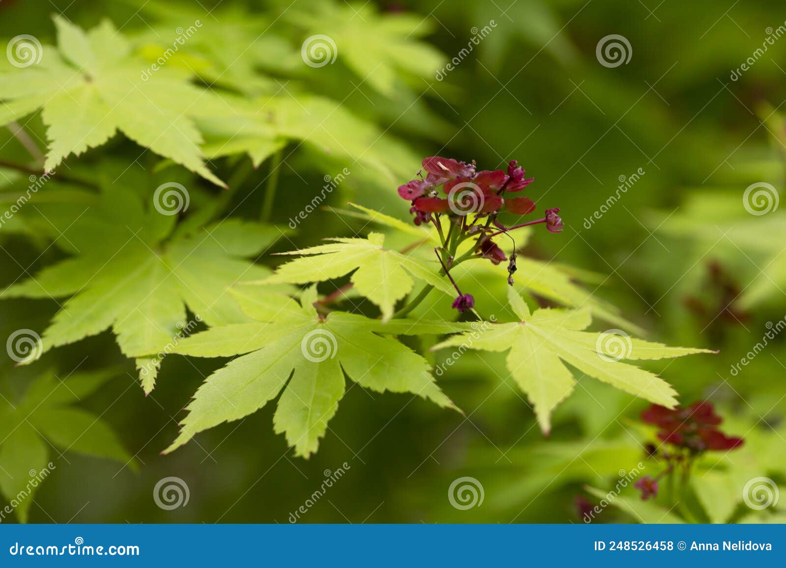 Japanese Maple Flowers. after the Flowers Bloom in Spring, they Attach ...