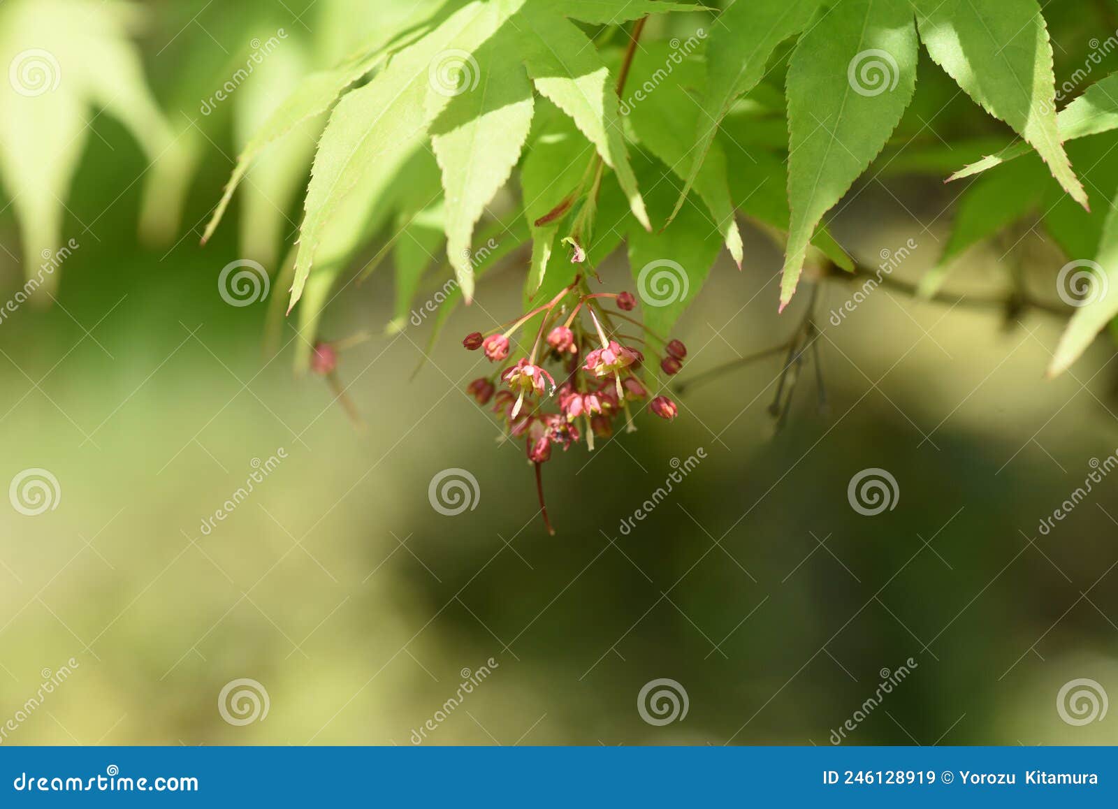 Japanese Maple Flowers and Samara. Stock Image - Image of green ...