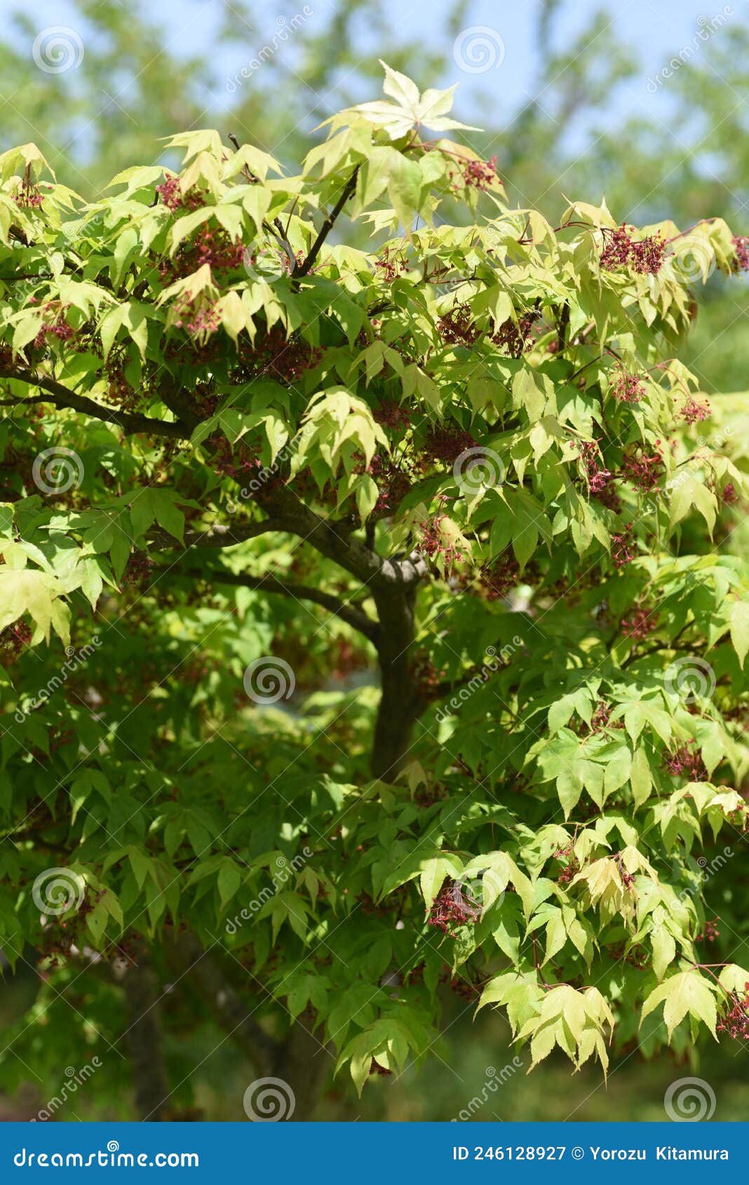 Japanese Maple Flowers and Samara. Stock Image - Image of beauty ...