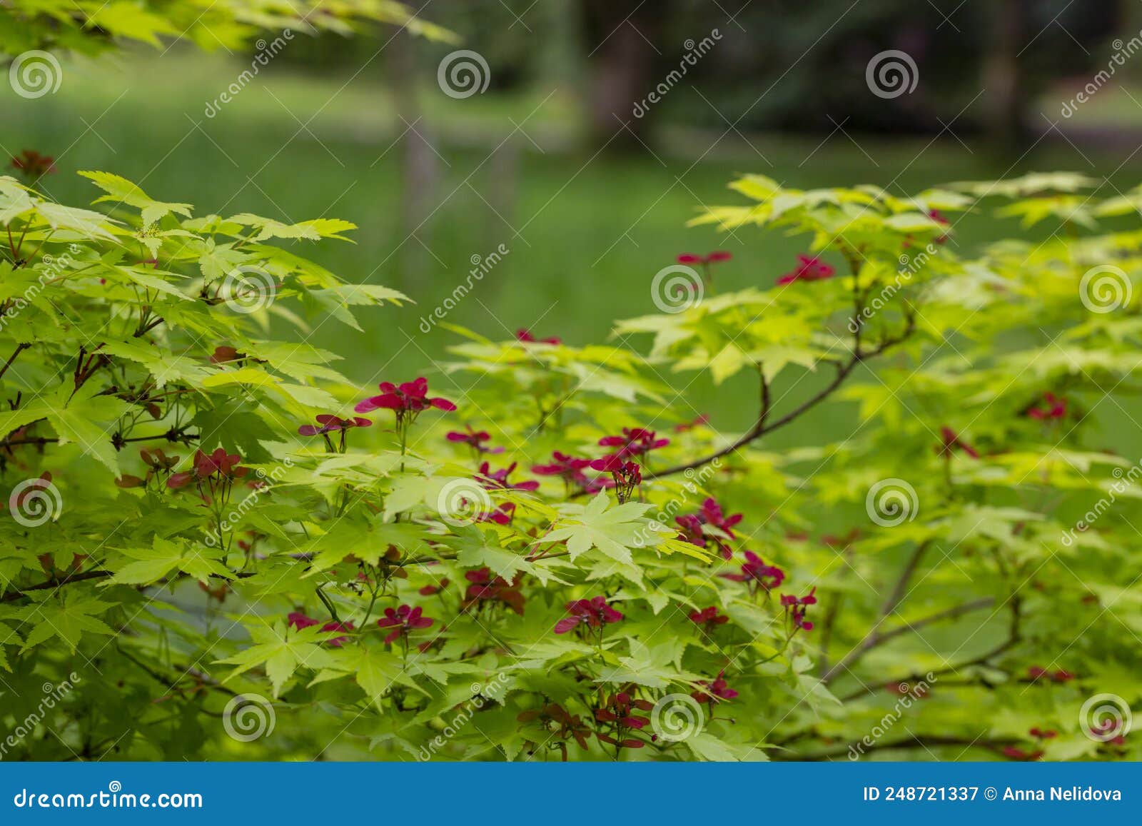 Japanese Maple Flowers. after the Flowers Bloom in Spring, they Attach ...