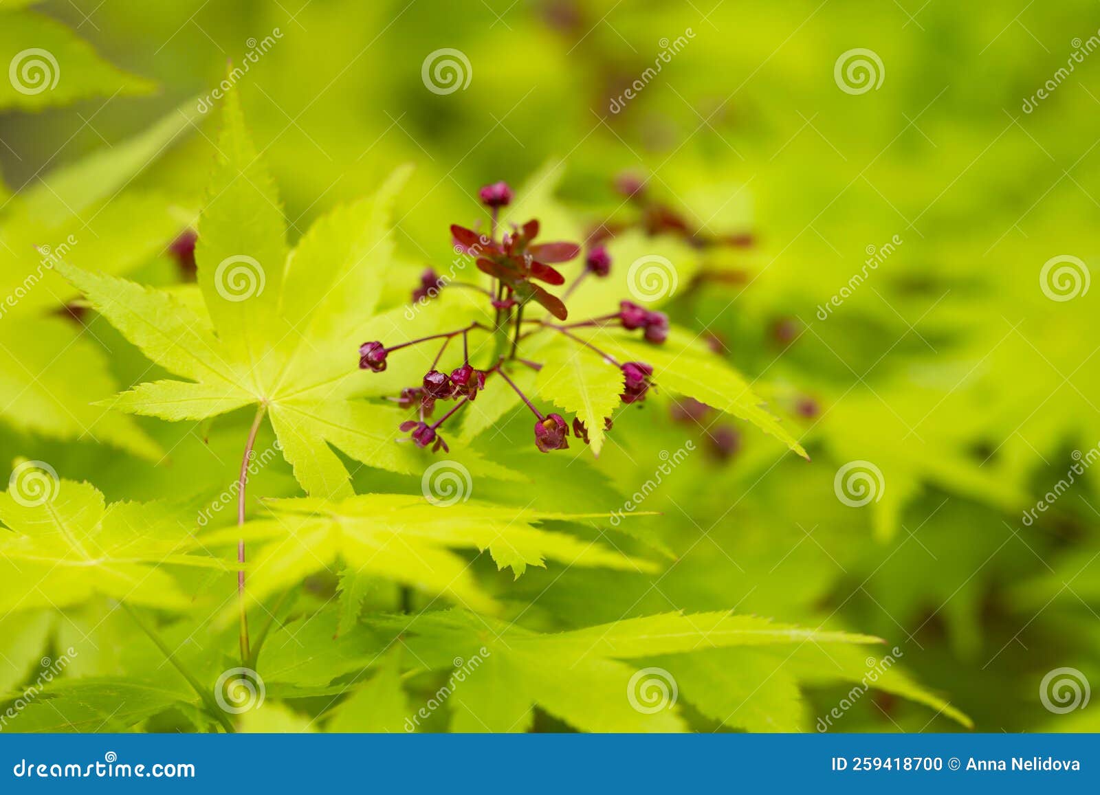 Japanese Maple Flowers. after the Flowers Bloom in Spring, they Attach ...