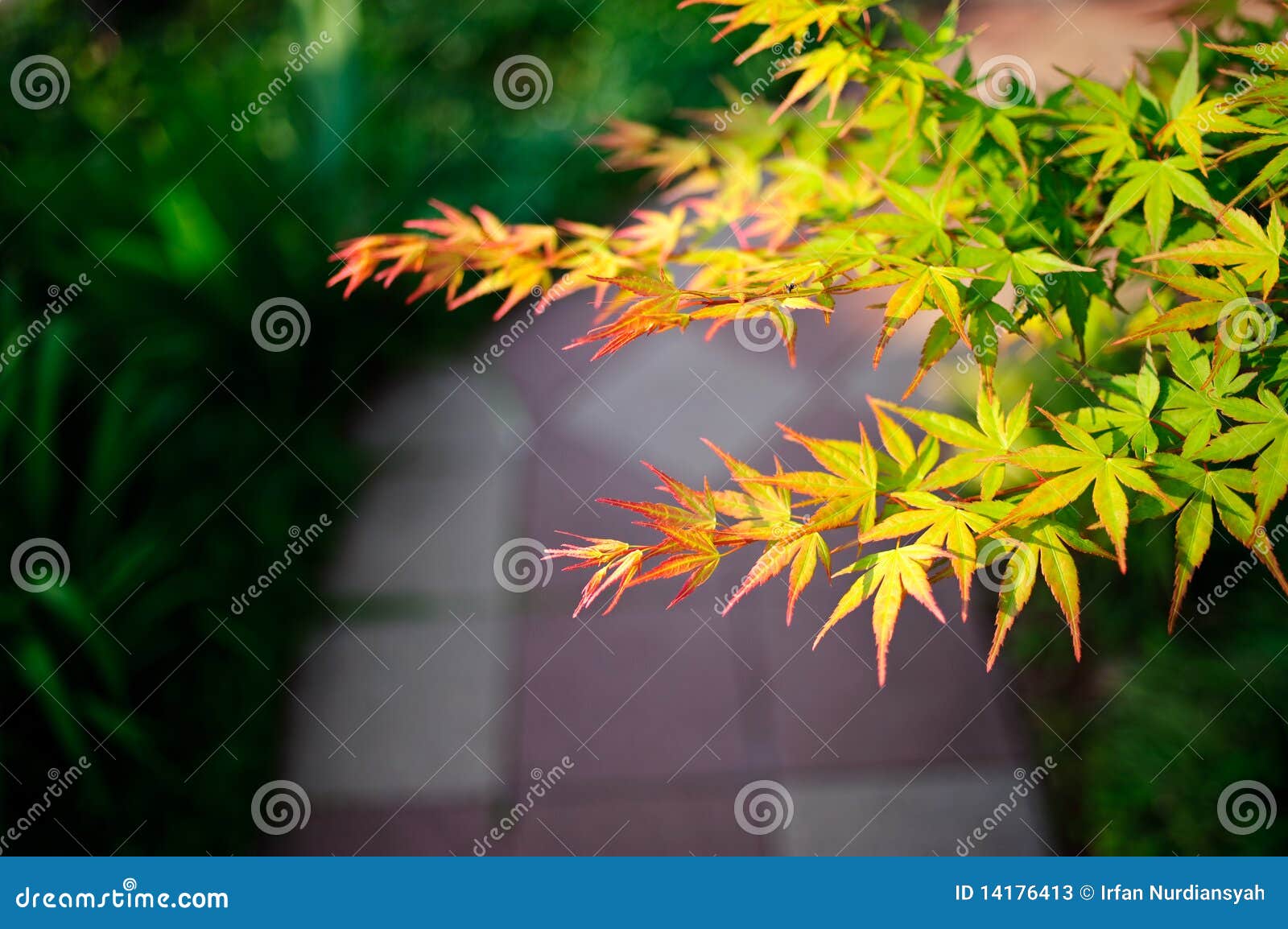 Japanese Maple Green stock image. Image of tree, plant - 14176413
