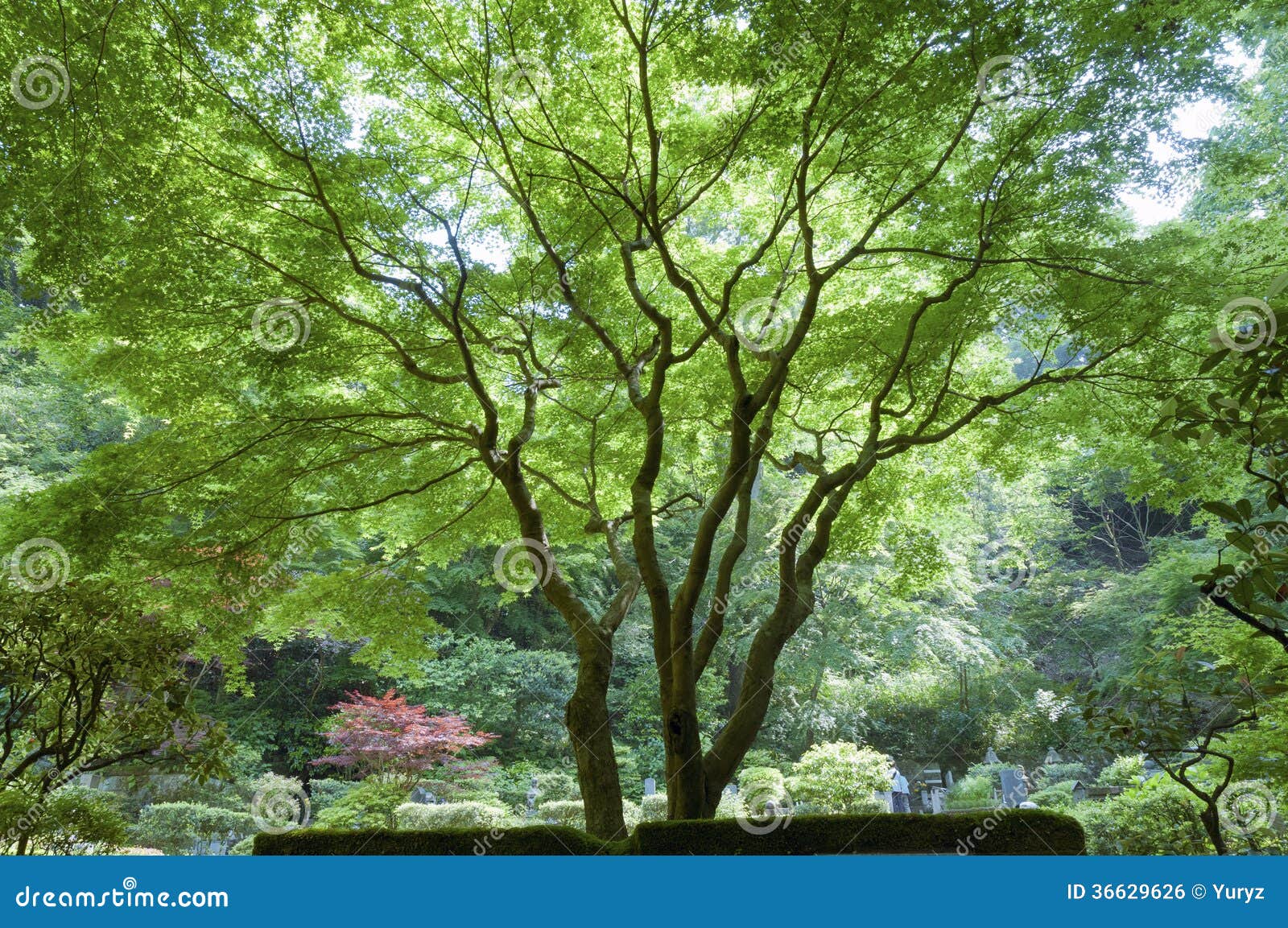 Japanese maple stock photo. Image of park, summer, tall - 36629626