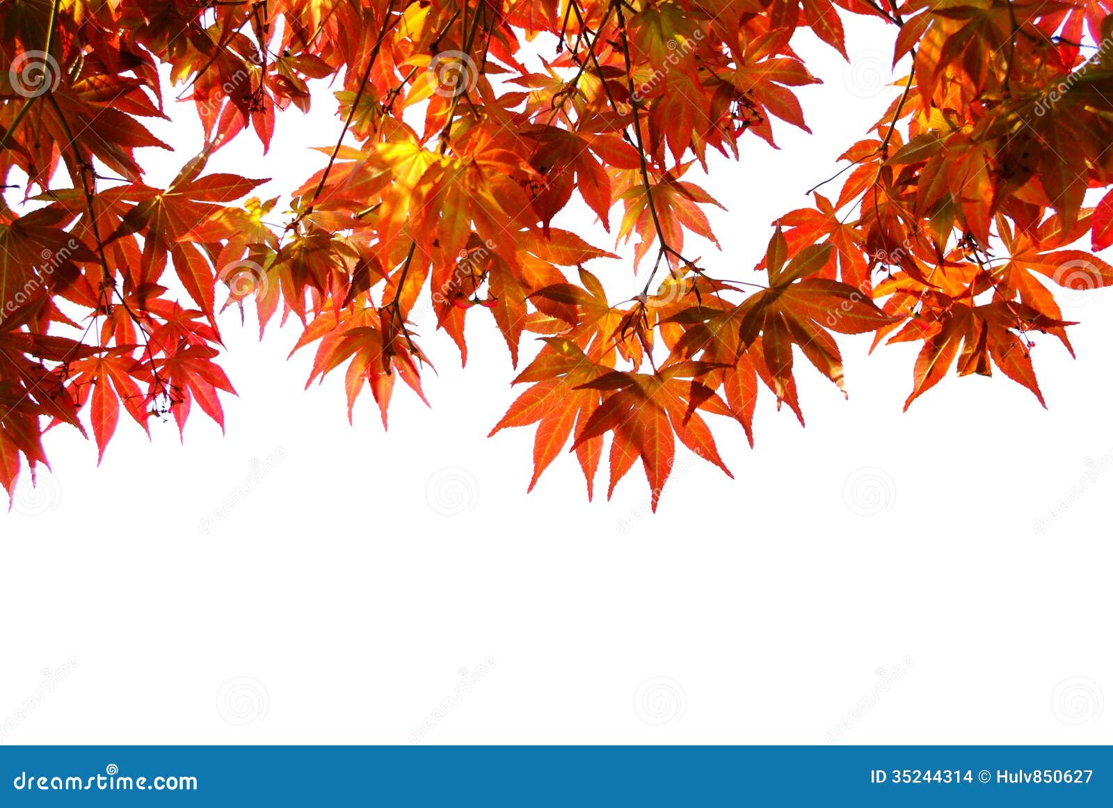Japanese maple stock photo. Image of japanese, white - 35244314
