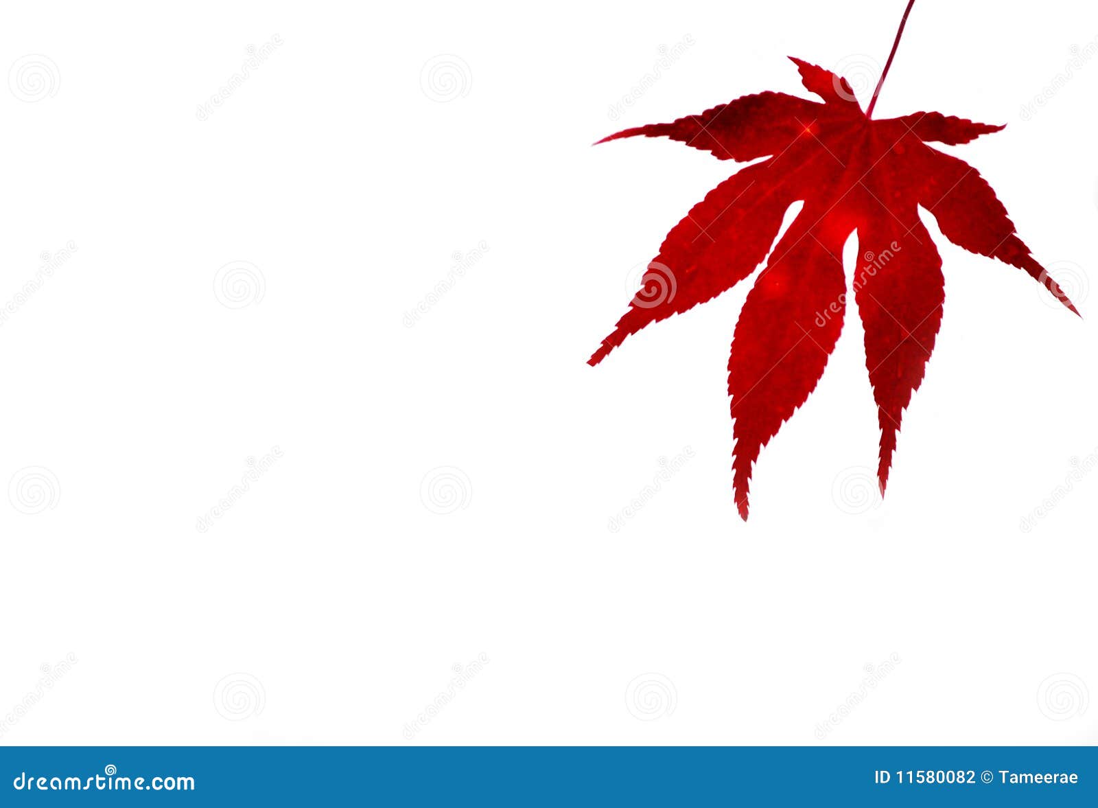 Japanese Maple Leaf stock photo. Image of space, color - 11580082
