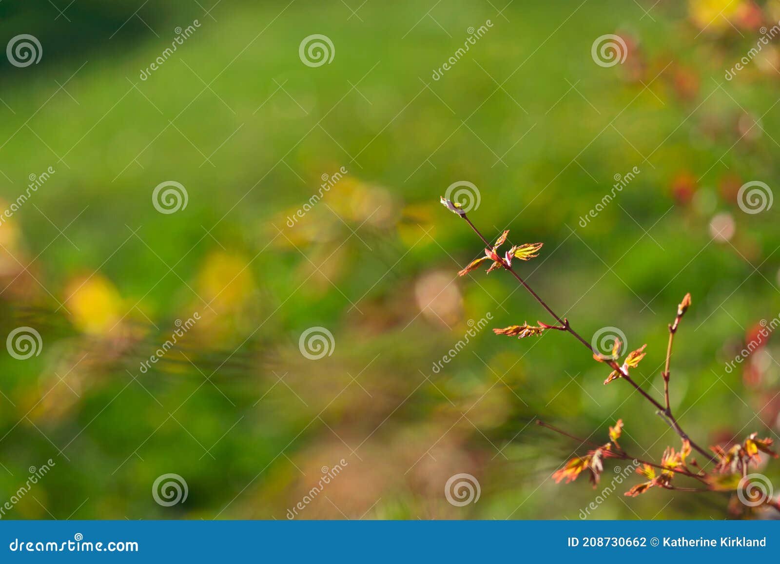 Japanese Maple Leaf Buds stock photo. Image of grow - 208730662