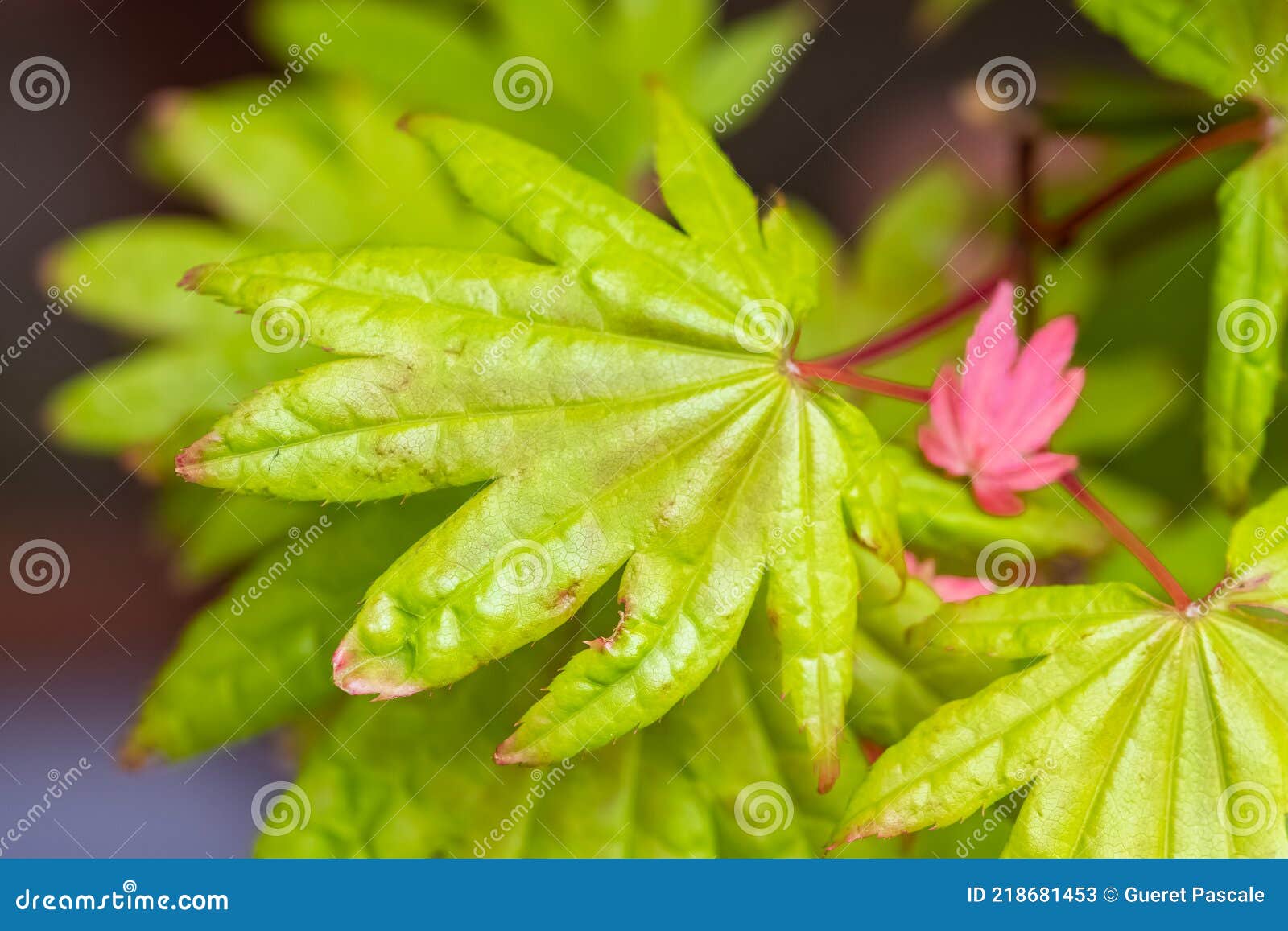 Japanese maple leaf stock image. Image of fresh, japanese - 218681453