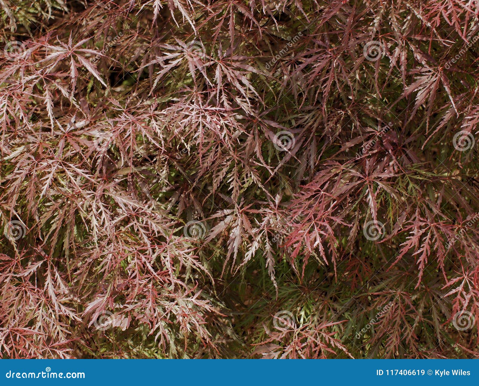 Japanese Maple Leaf Texture Stock Image - Image of leaves, plant: 117406619